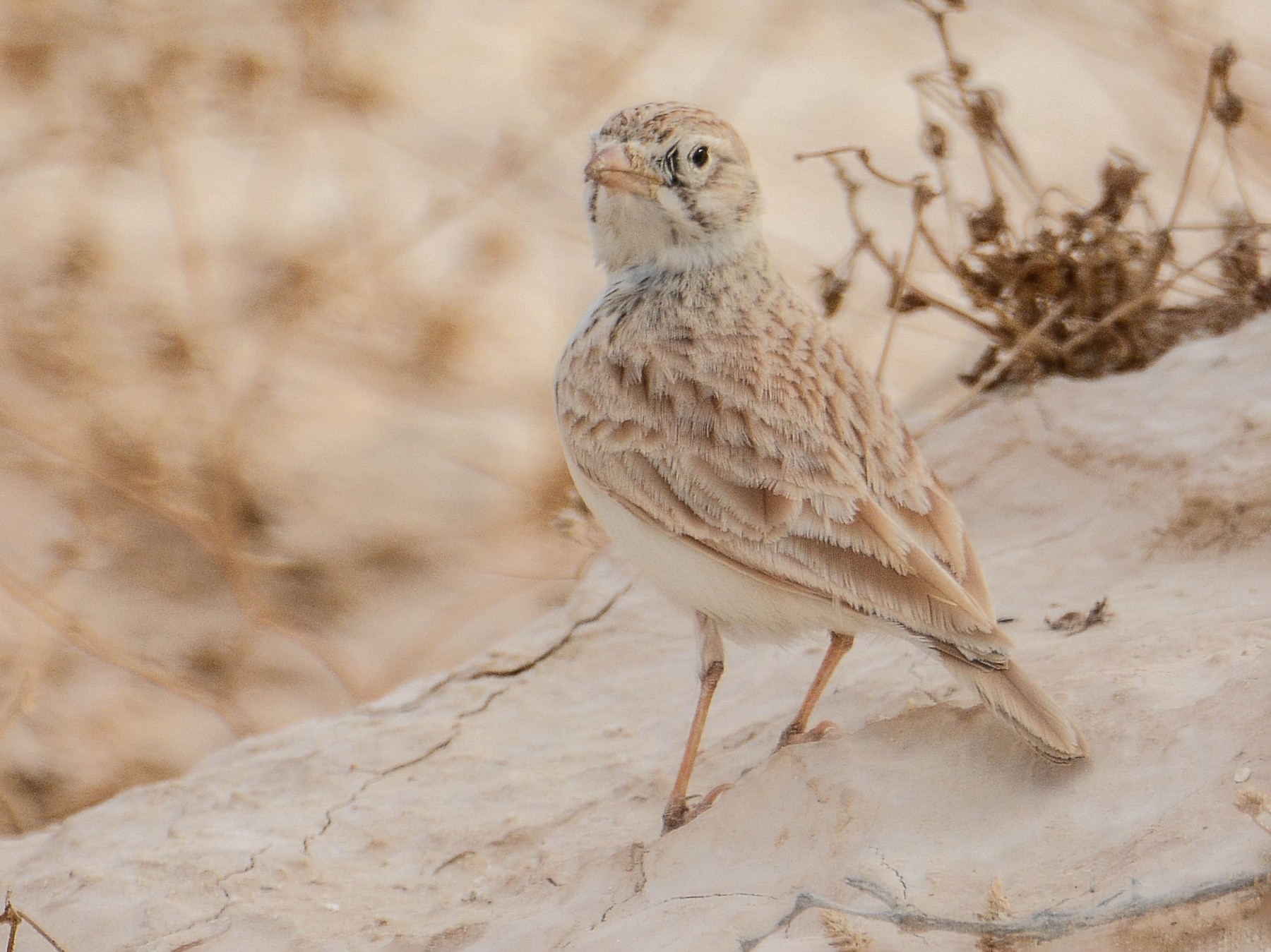 Arabian Lark - eBird