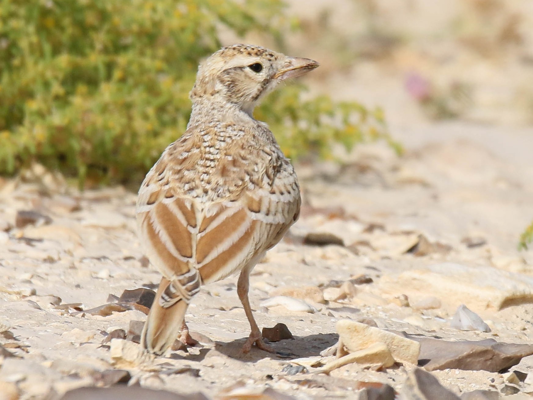 Arabian Lark - eBird