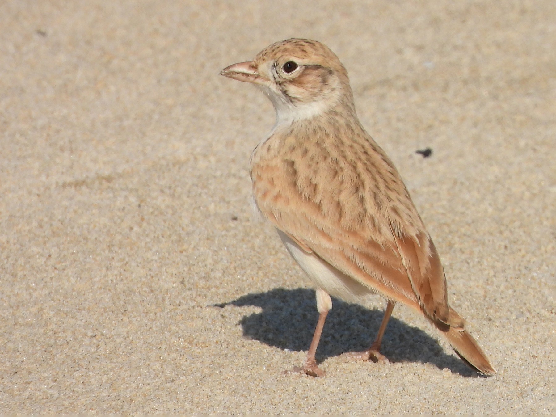 Arabian Lark - eBird
