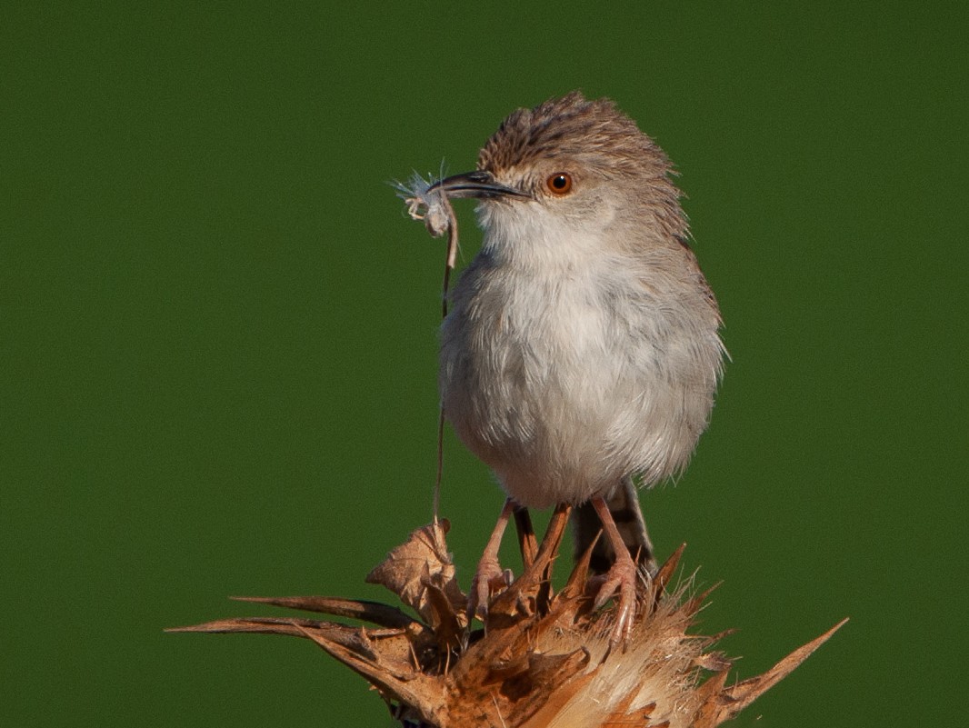 Graceful Prinia - eBird