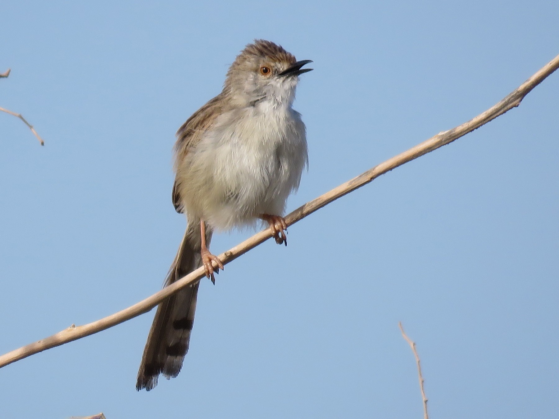 Graceful Prinia - eBird