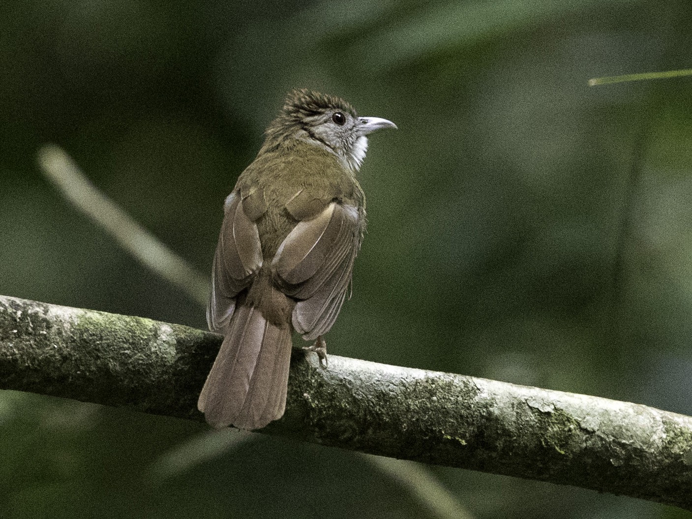 Gray-cheeked Bulbul - eBird