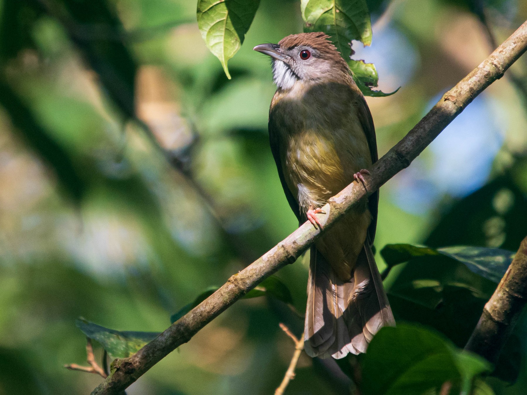 Gray-cheeked Bulbul - eBird