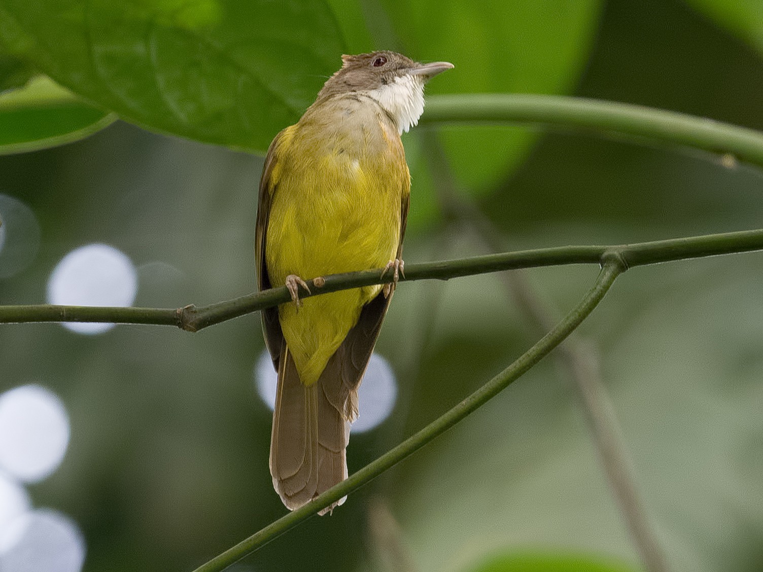 Brown-cheeked Bulbul - eBird