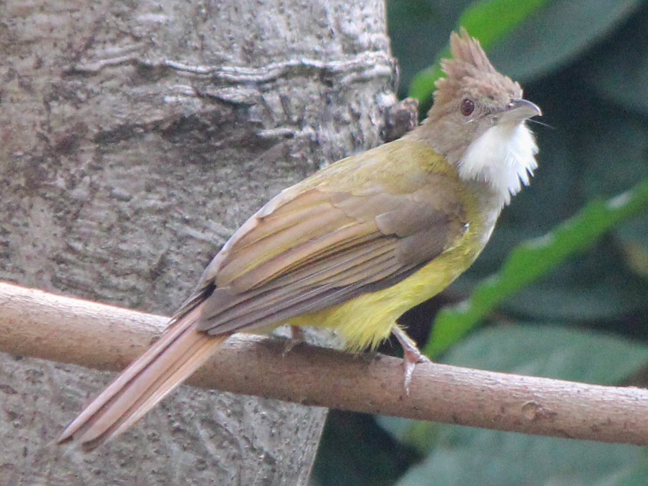 Brown-cheeked Bulbul - eBird
