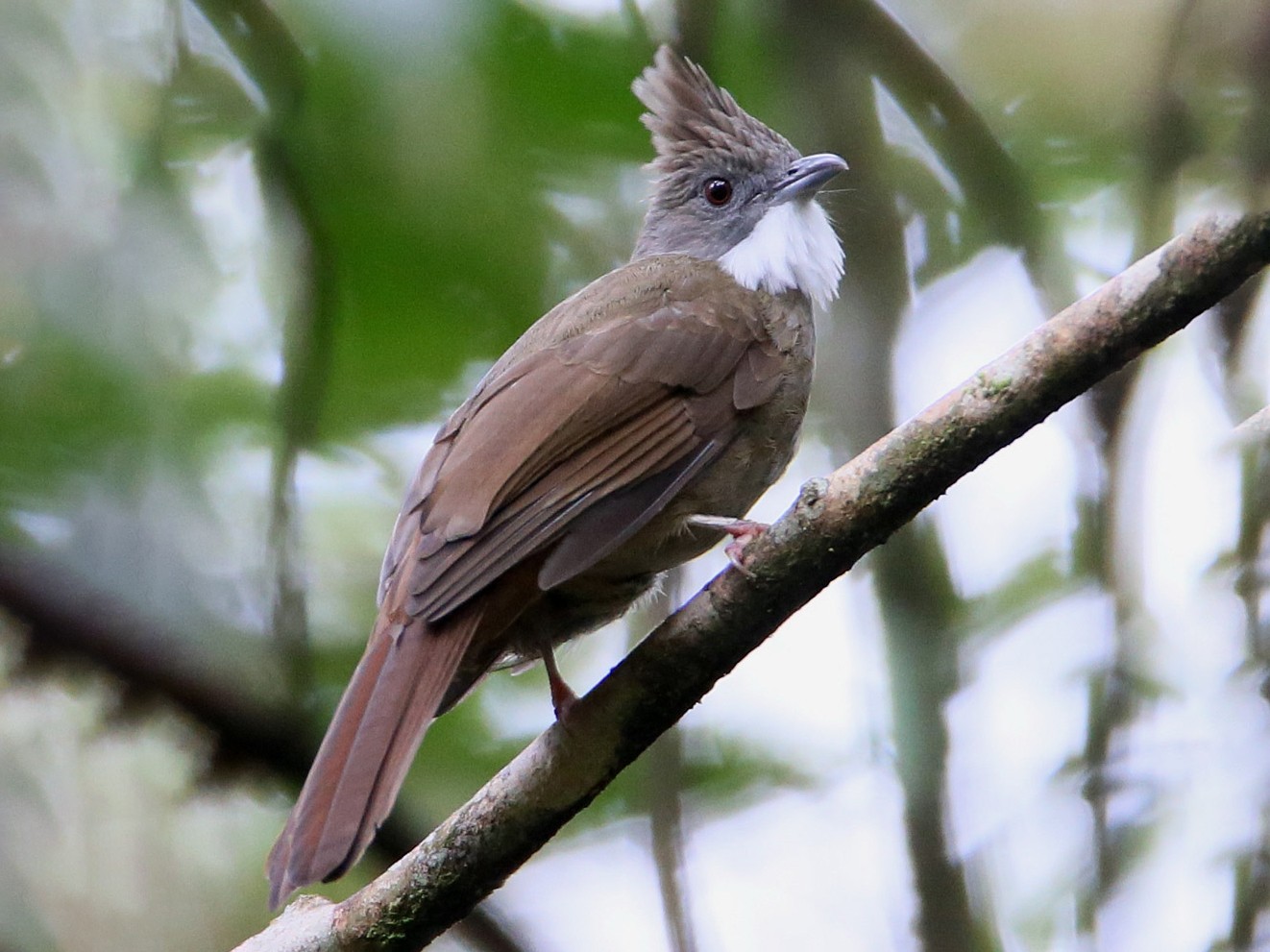 Penan Bulbul - eBird