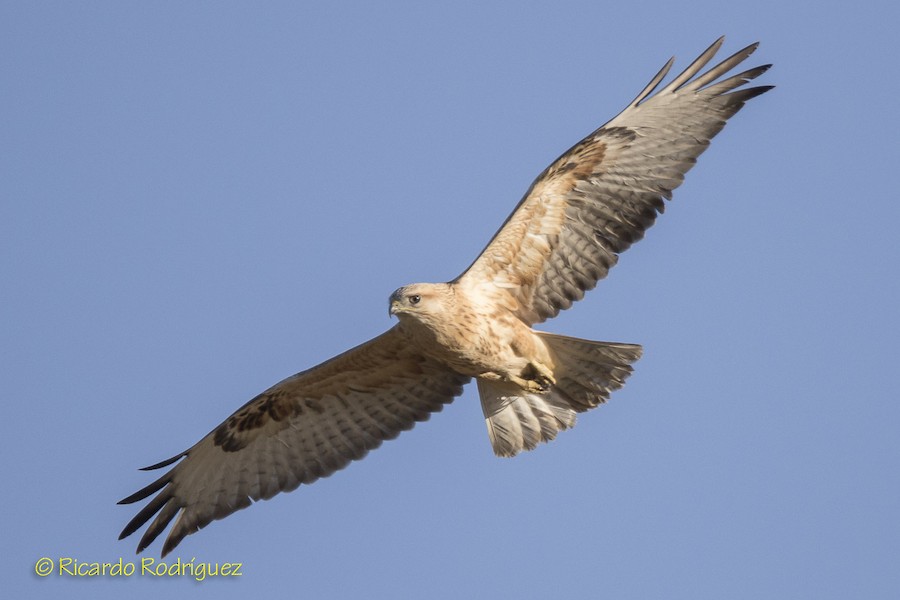 Long-legged Buzzard (Atlas) - eBird
