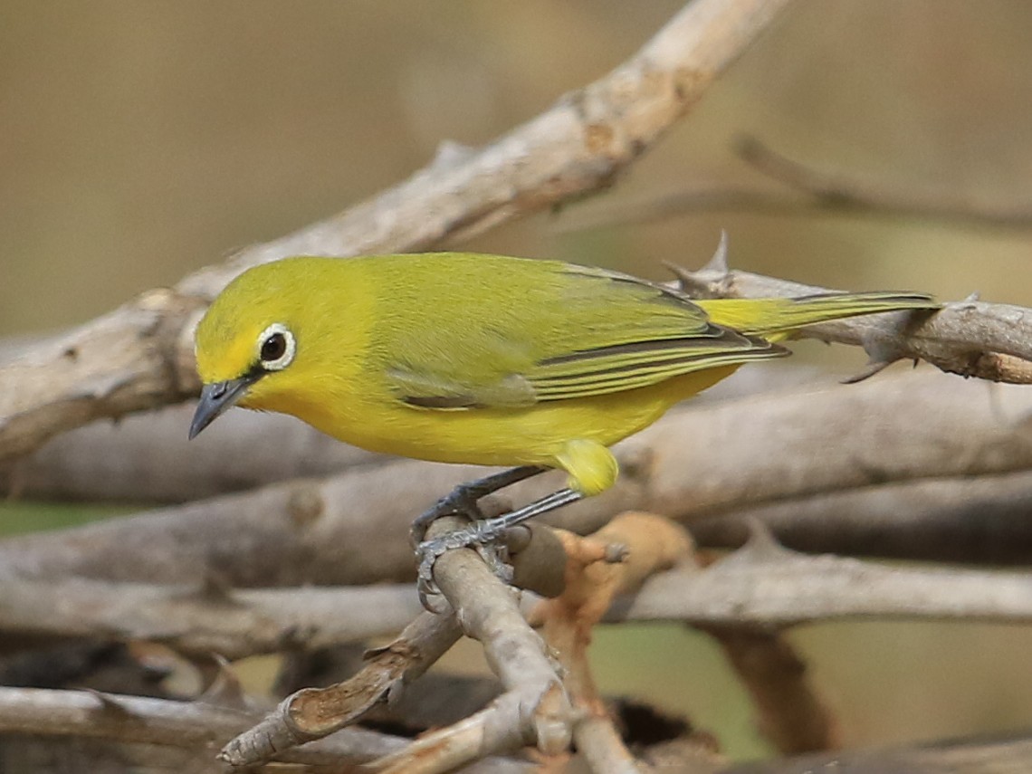 Northern Yellow White-eye - eBird