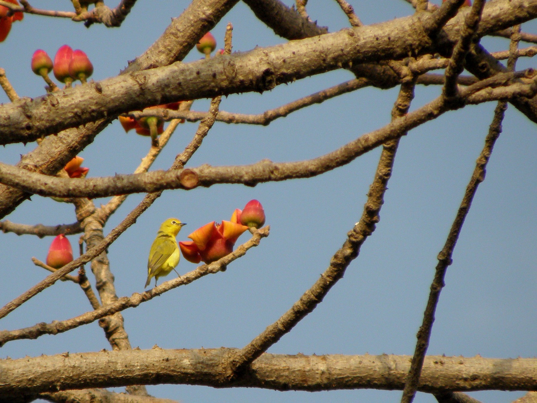 Northern Yellow White-eye - eBird