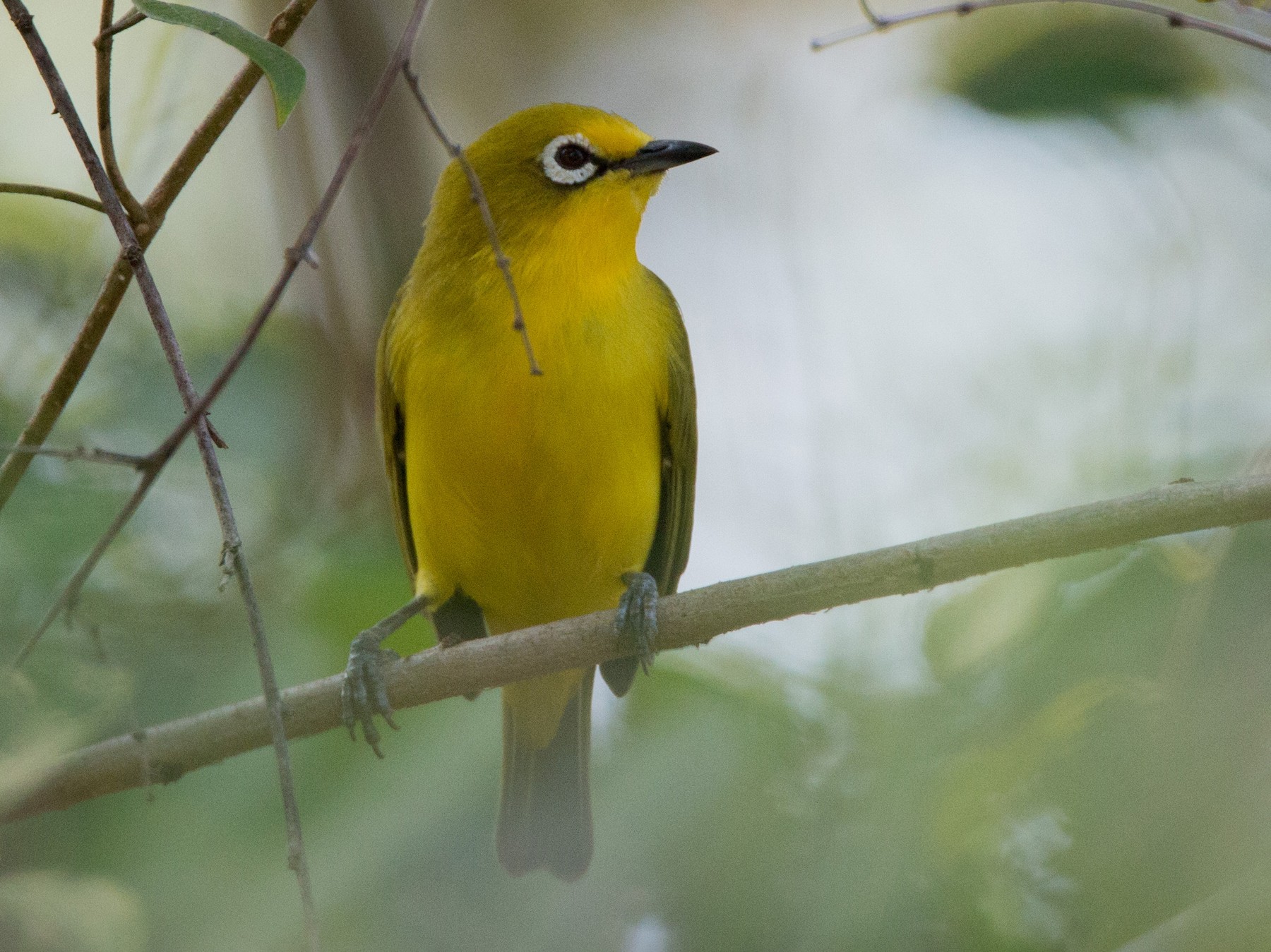 Northern Yellow White-eye - eBird