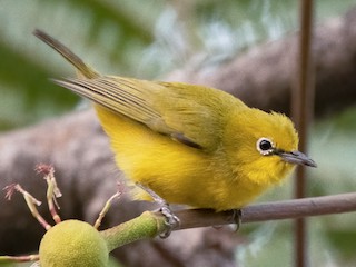 Northern Yellow White-eye - Zosterops senegalensis - Birds of the World