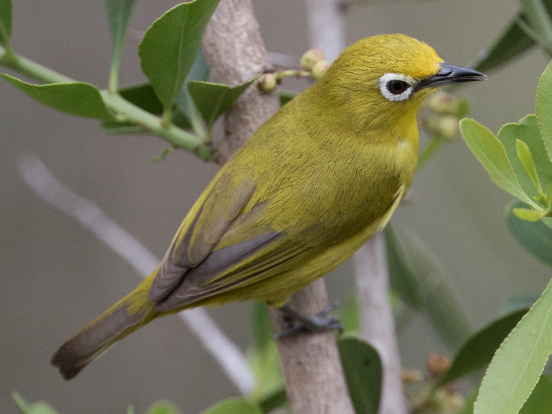 Southern Yellow White-eye - eBird