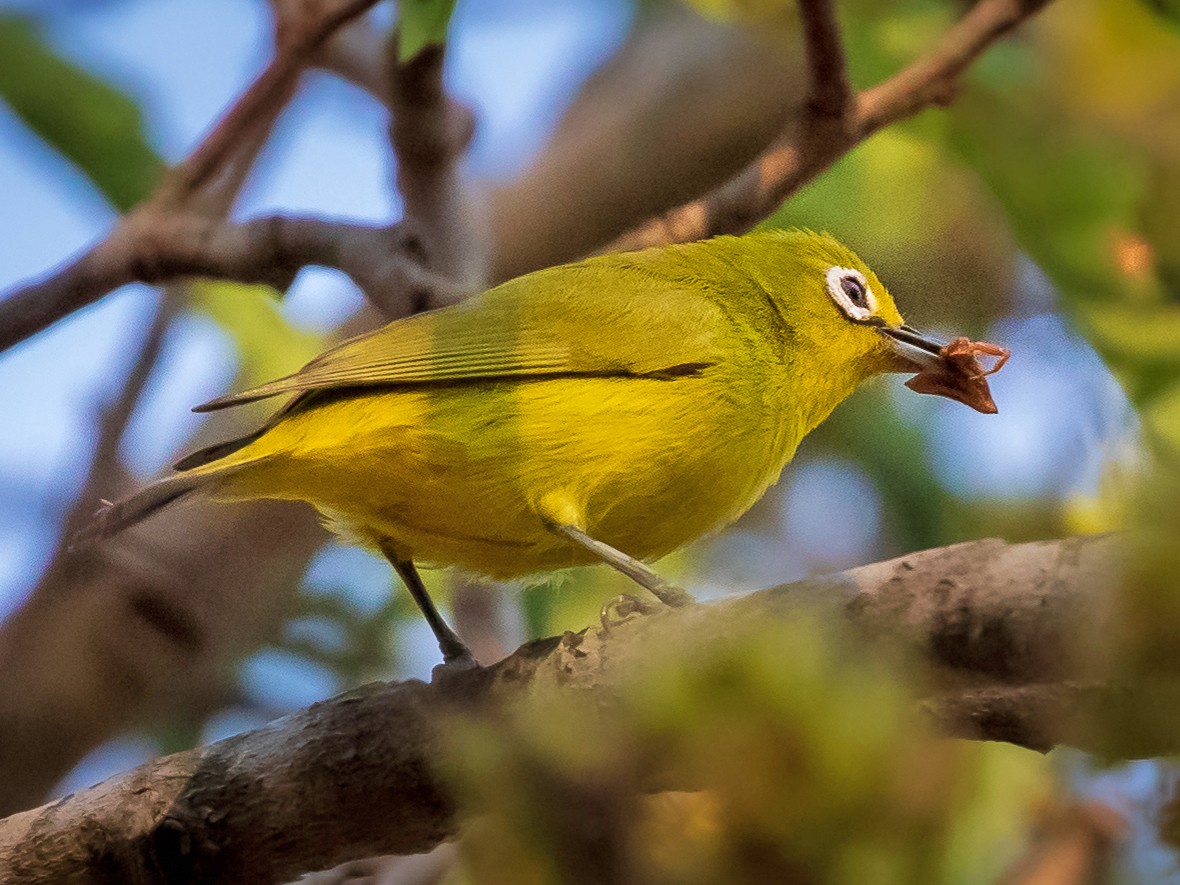 Southern Yellow White-eye - eBird