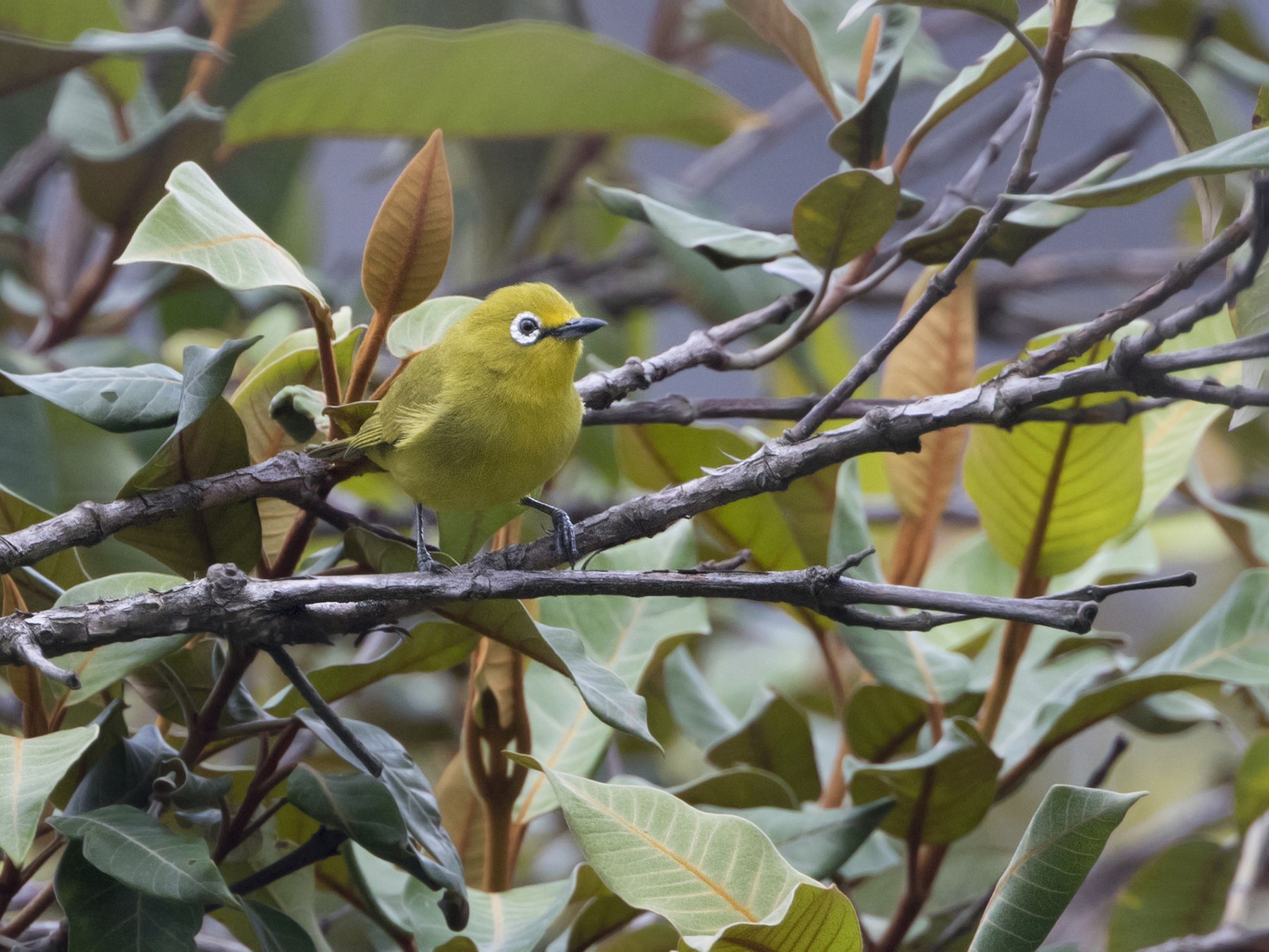 Southern Yellow White-eye - eBird