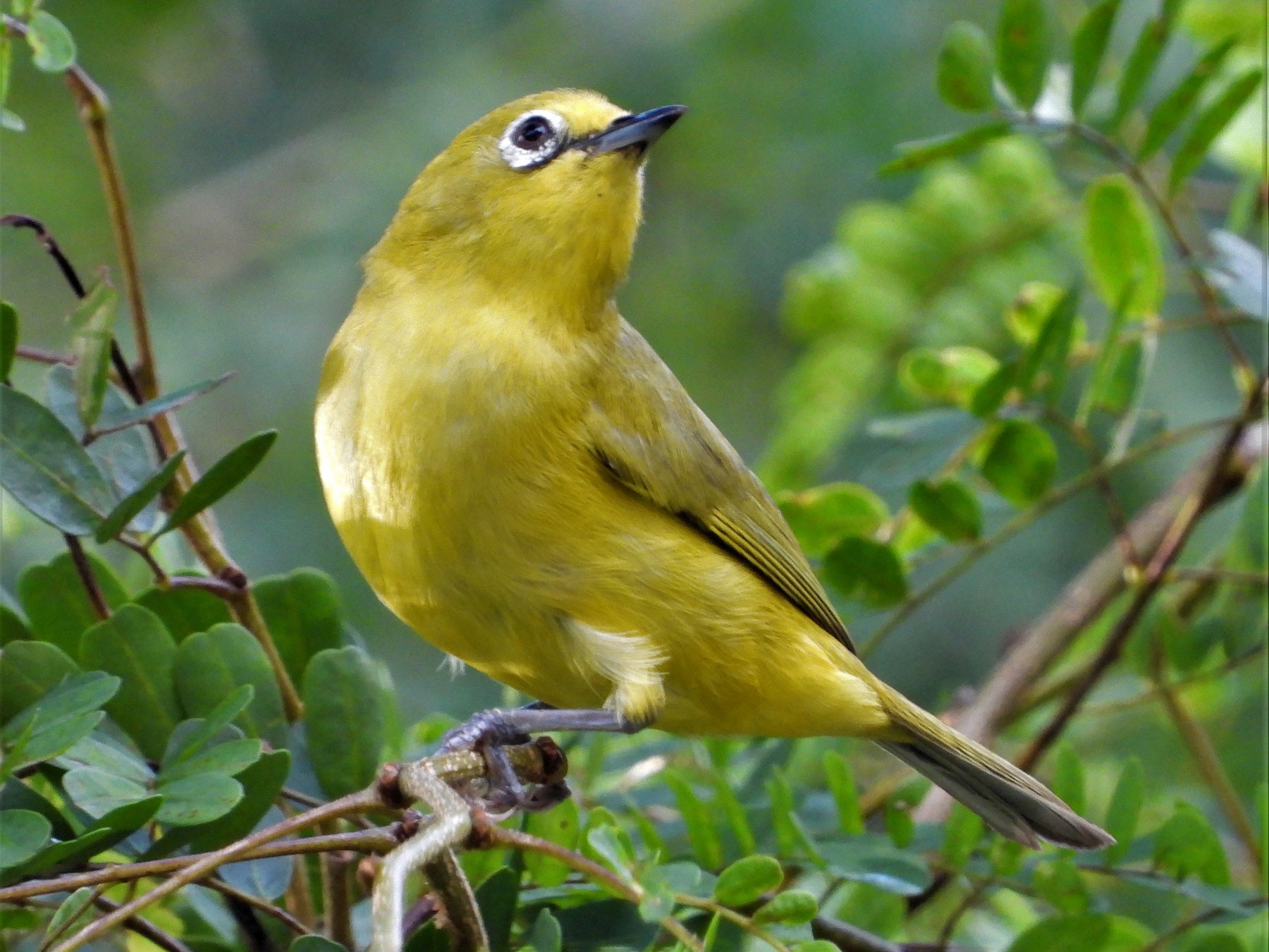 Southern Yellow White-eye - eBird