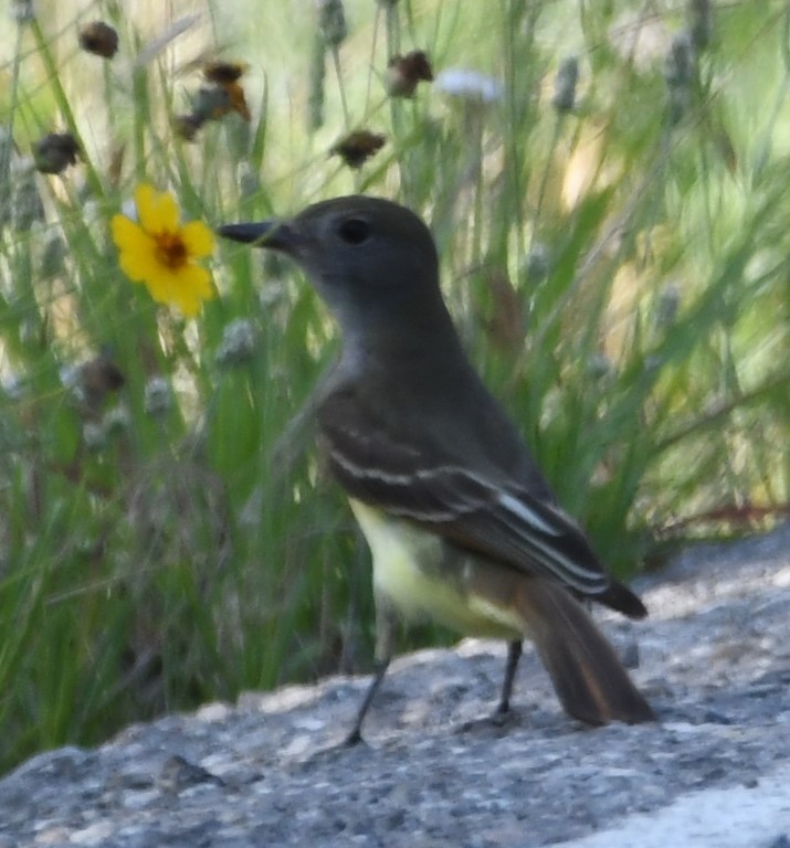 eBird Checklist - 14 Jun 2021 - Wichita Mountains Wildlife Refuge - 20 ...