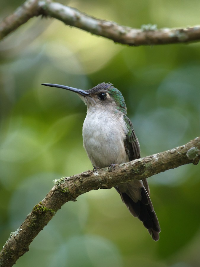 Wedge-tailed Sabrewing (Curve-winged) - eBird