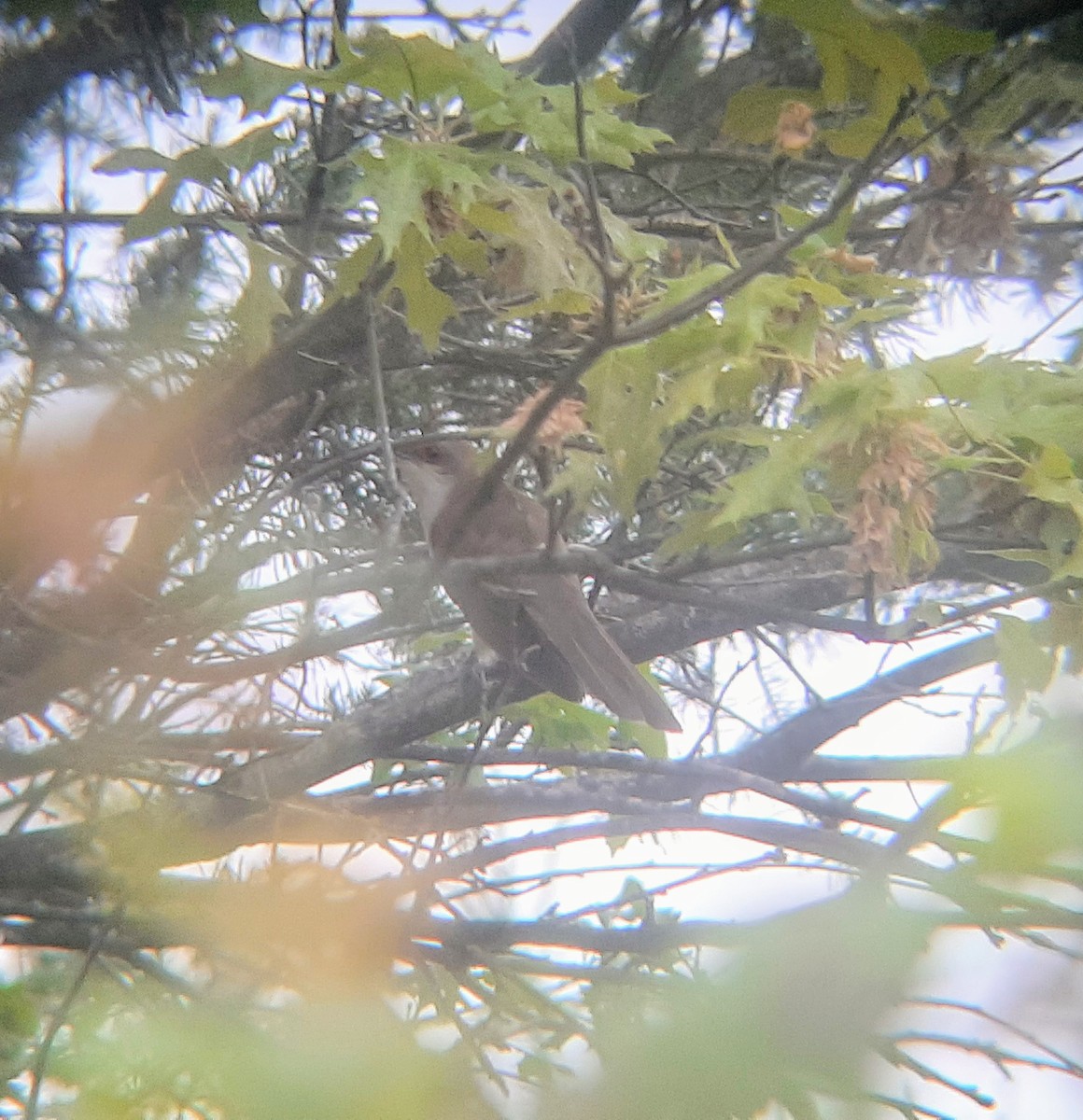 eBird Checklist - 18 Jun 2021 - Mikado, Alcona, Michigan, US - 25 species