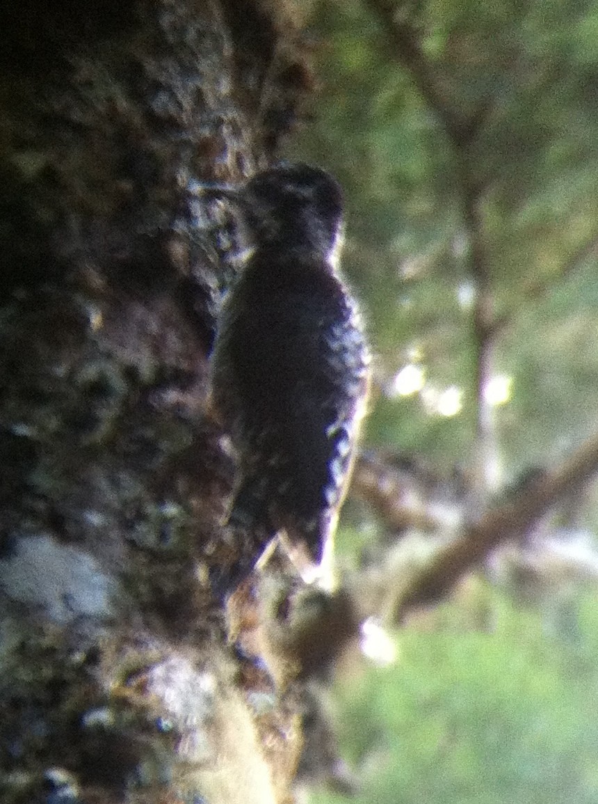 eBird Checklist - 11 Sep 2016 - Elk Mountain - 25 species (+1 other taxa)