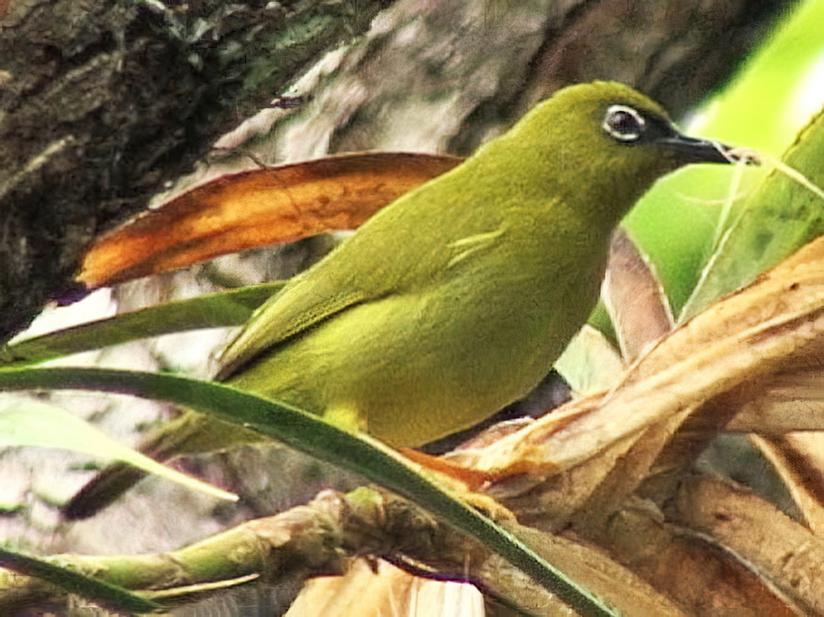 Solomons White-eye - Zosterops kulambangrae - Birds of the World
