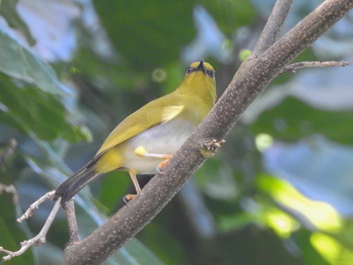 Dark-eyed White-eye - eBird
