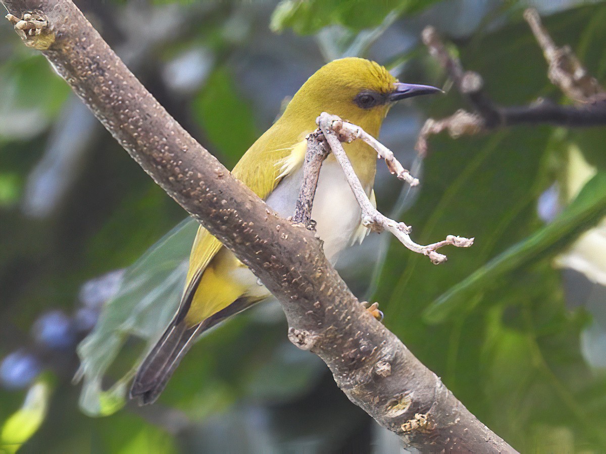 Dark-eyed White-eye - Zosterops tetiparius - Birds of the World