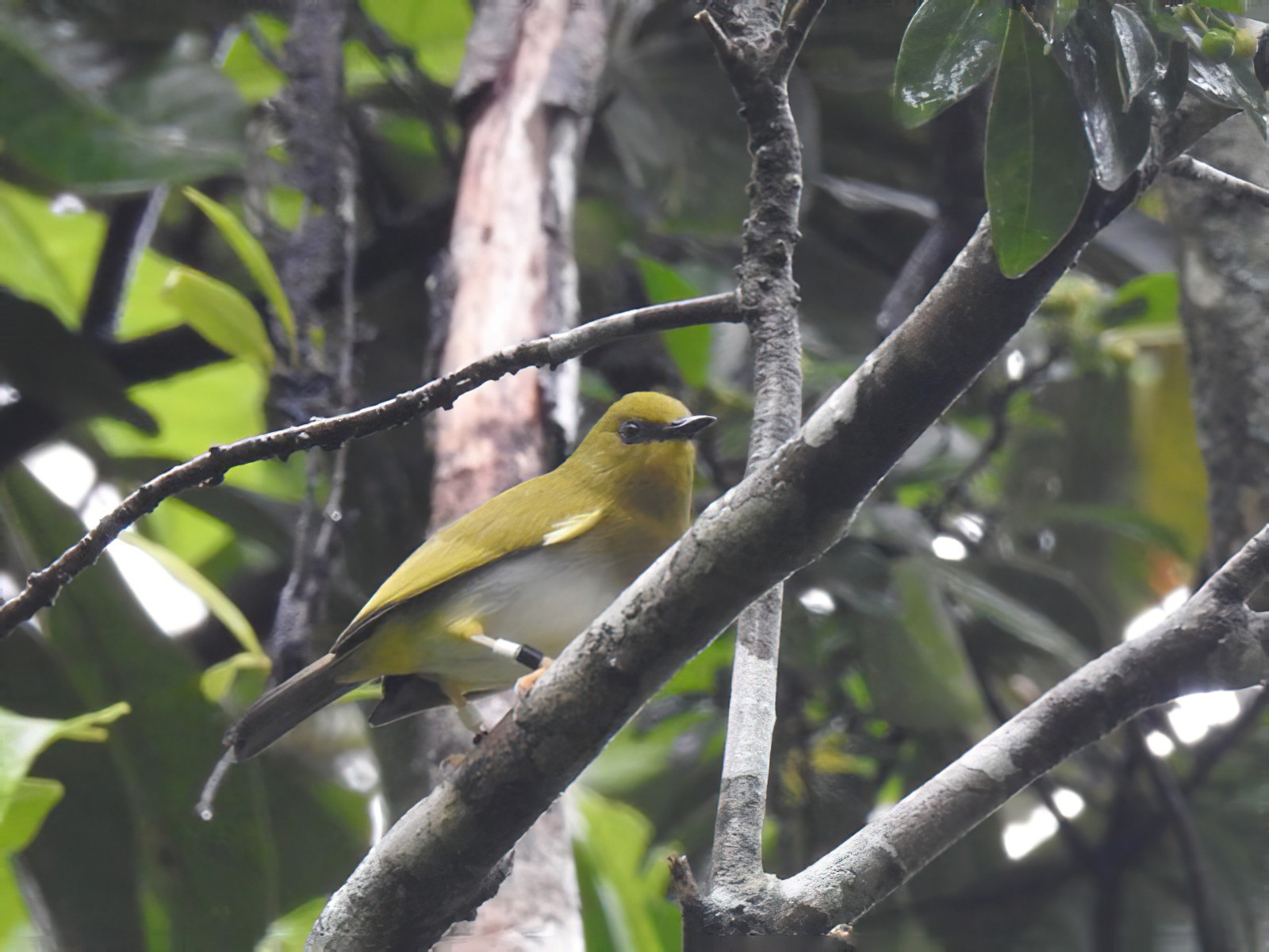 Dark-eyed White-eye - eBird