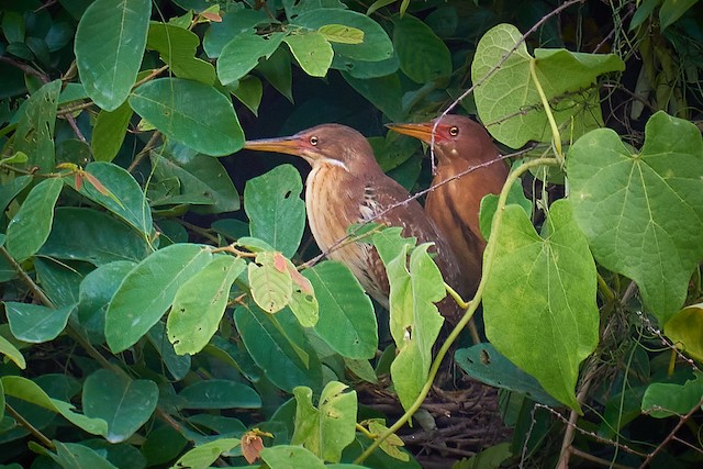 Kerala, India - eBird
