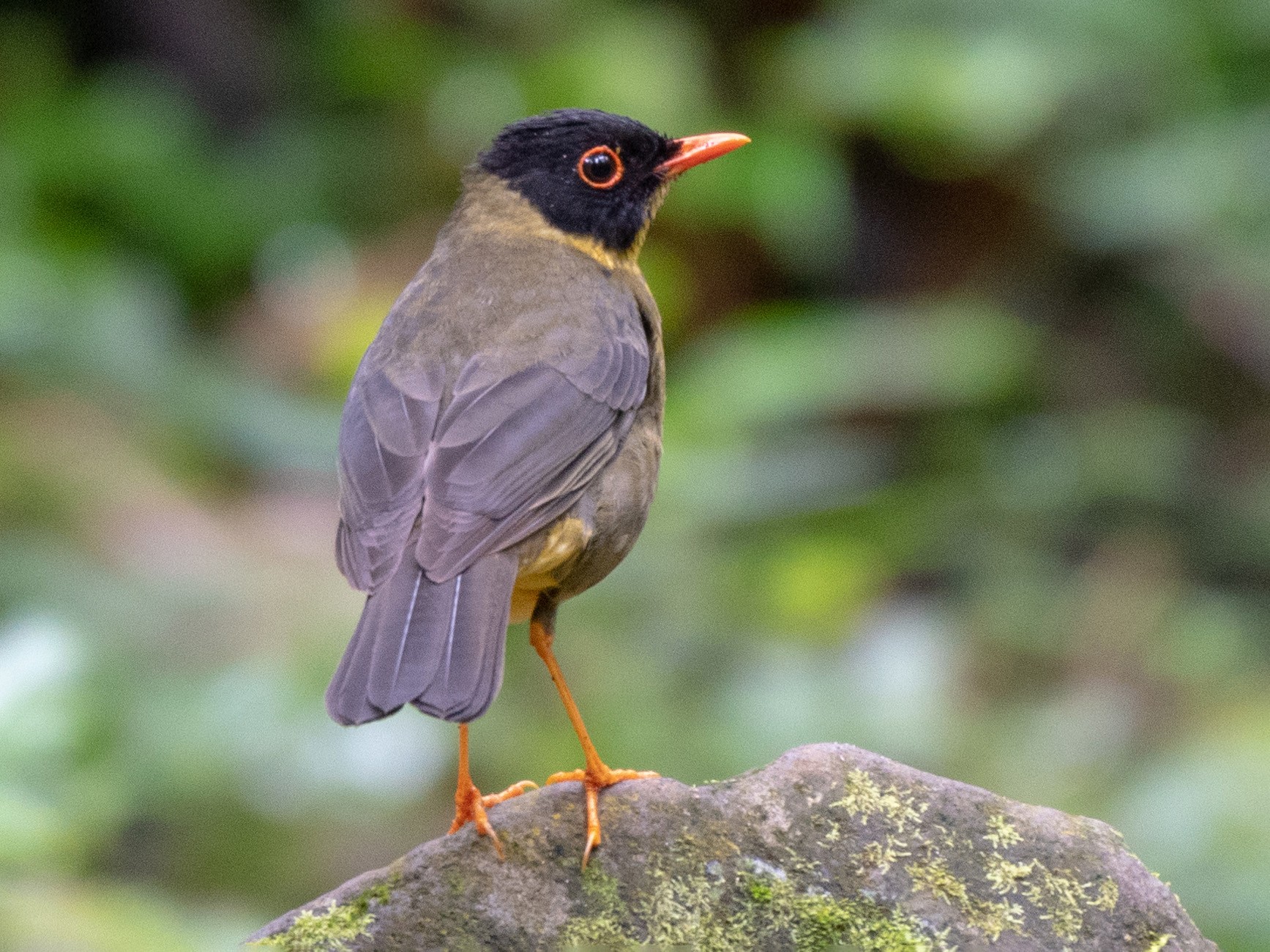 Yellow-throated Nightingale-Thrush - eBird