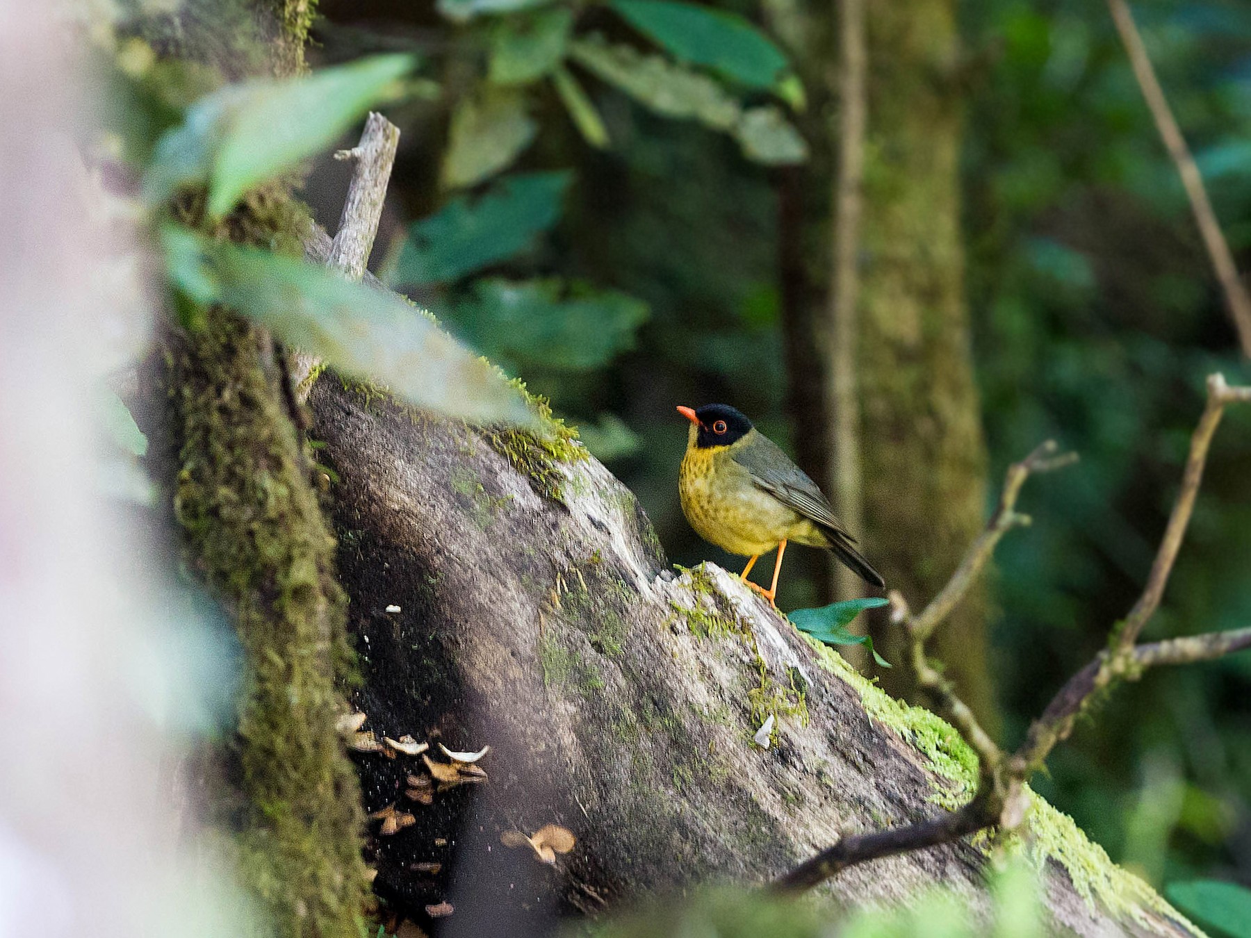 Yellow-throated Nightingale-Thrush - eBird