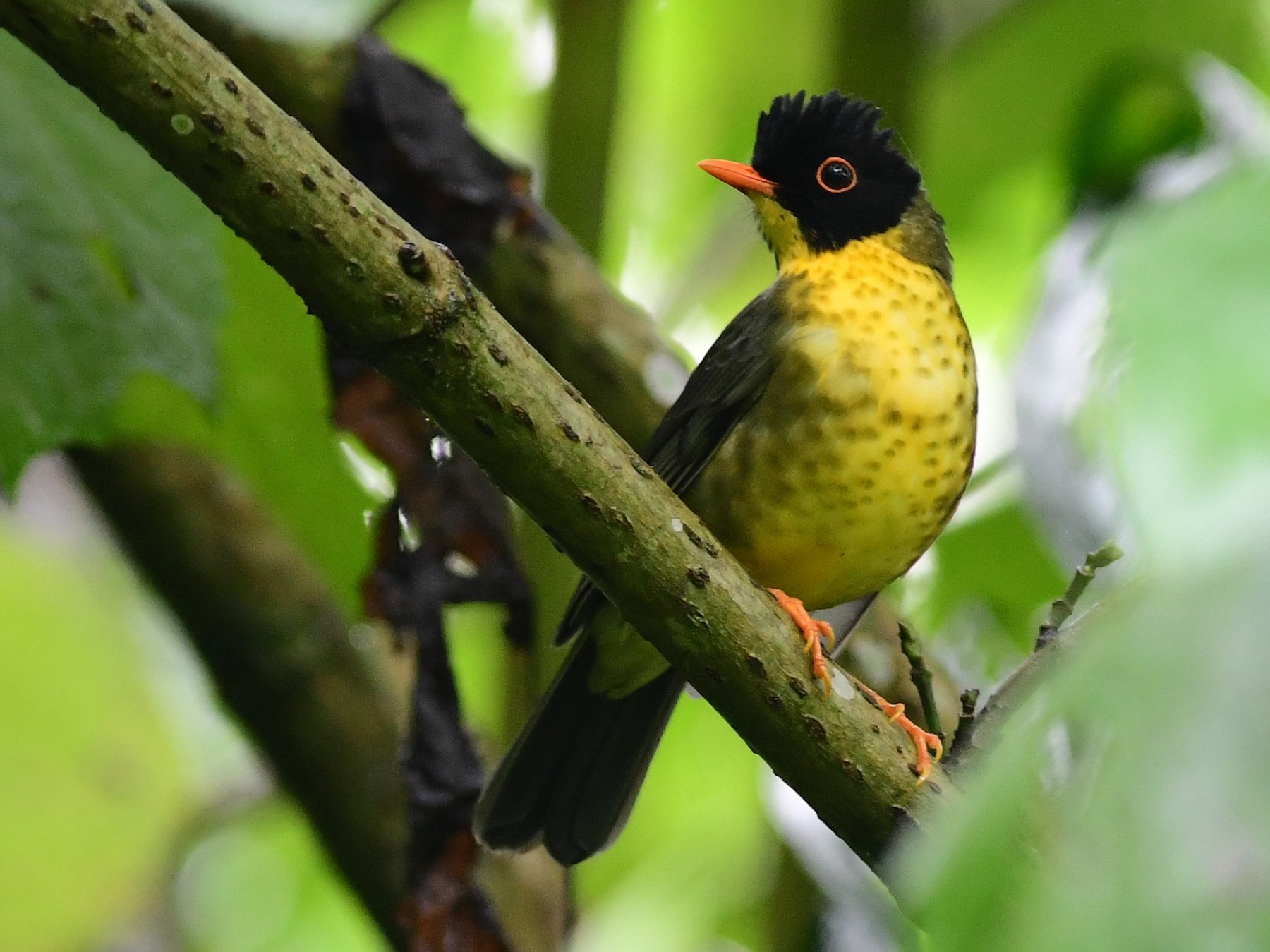 Yellow-throated Nightingale-Thrush - eBird