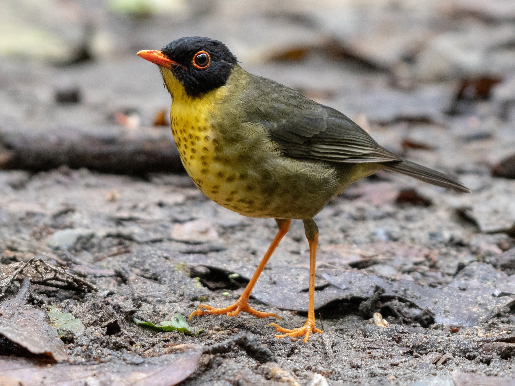Yellow-throated Nightingale-Thrush - eBird