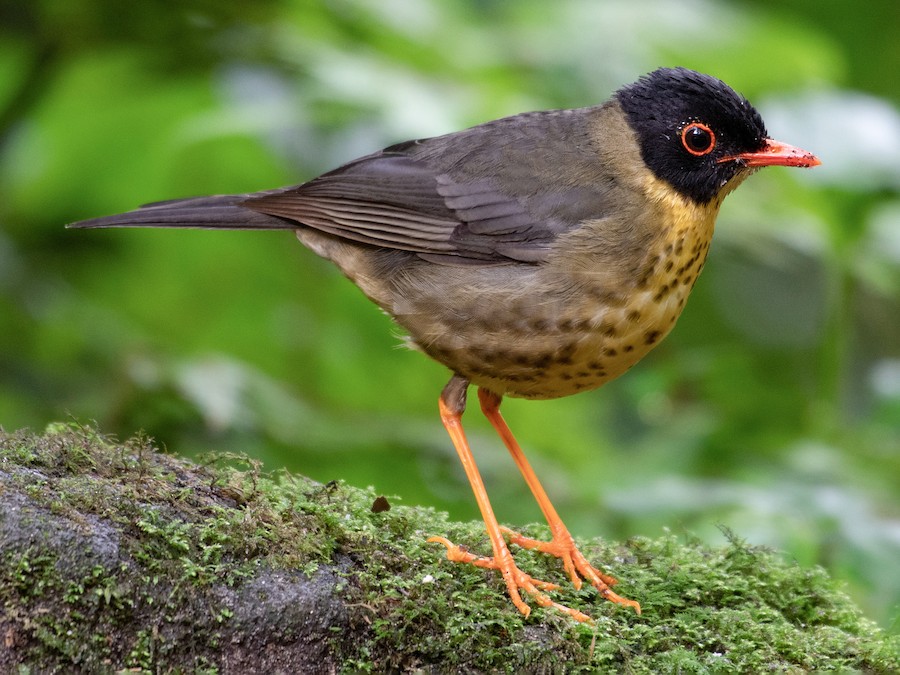 Yellow-throated Nightingale-Thrush - eBird