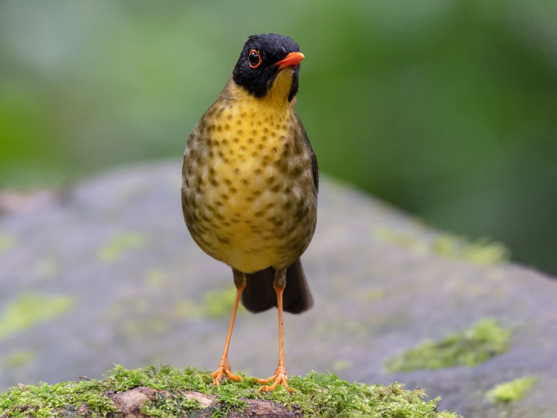 Yellow-throated Nightingale-Thrush - eBird