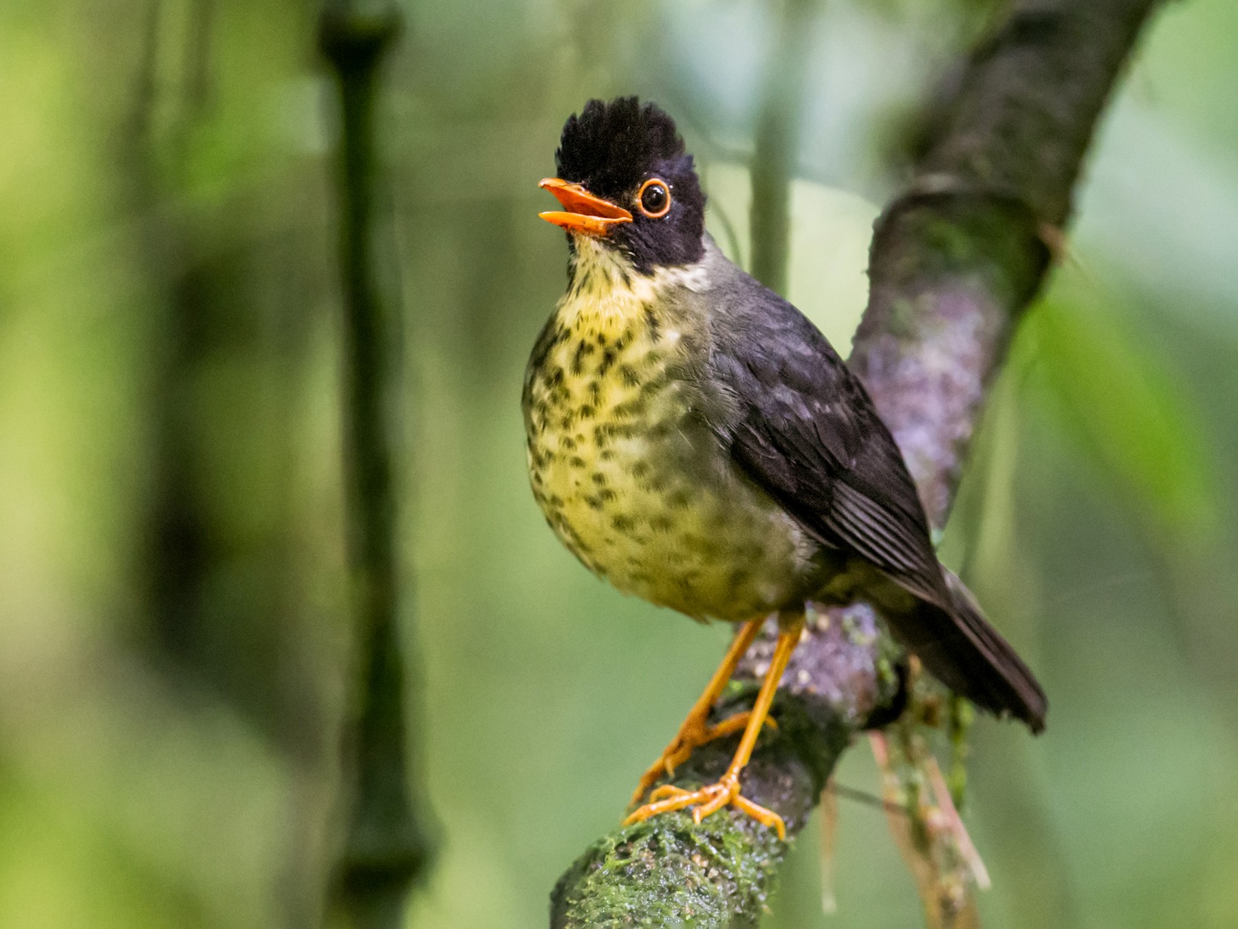 Speckled Nightingale-Thrush - eBird