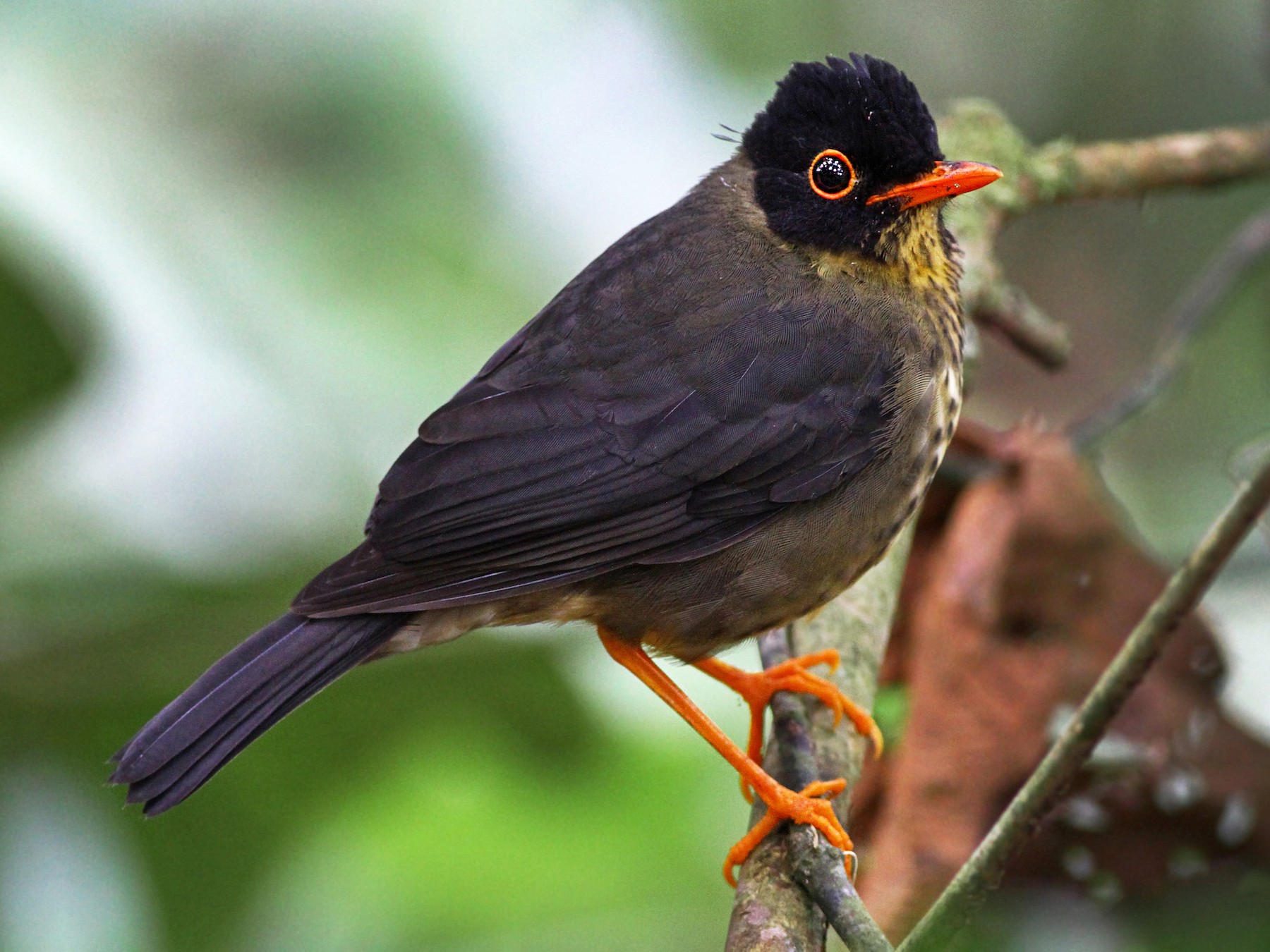 Speckled Nightingale-Thrush - eBird