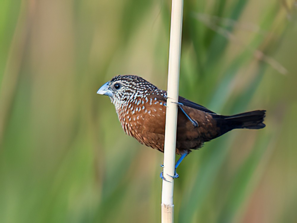 White-spotted Munia - eBird
