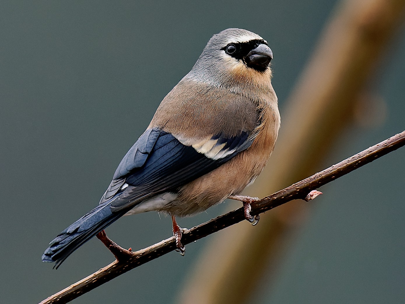 Gray-headed Bullfinch - eBird