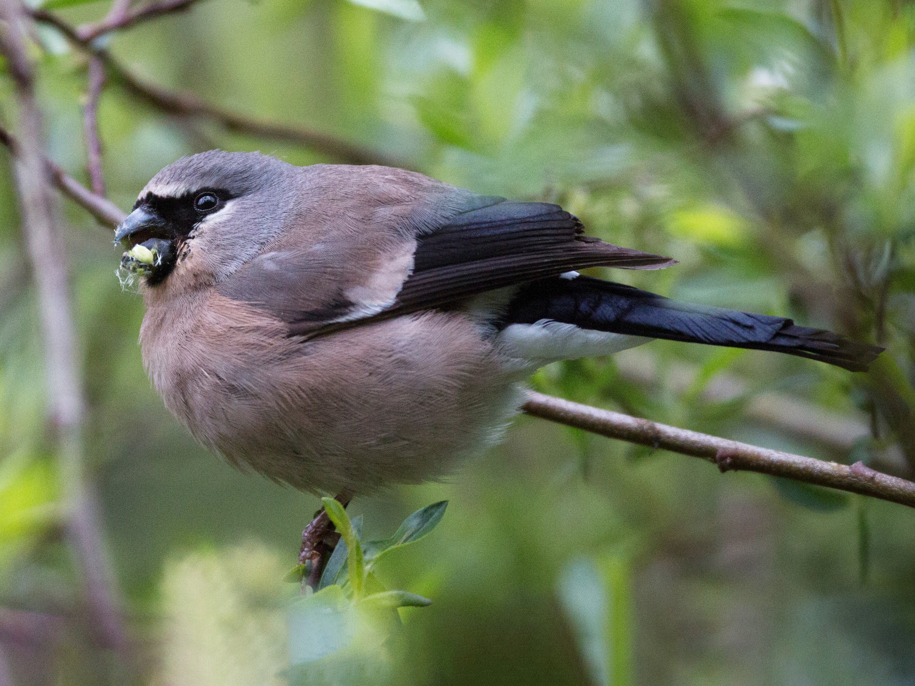 Gray-headed Bullfinch - eBird
