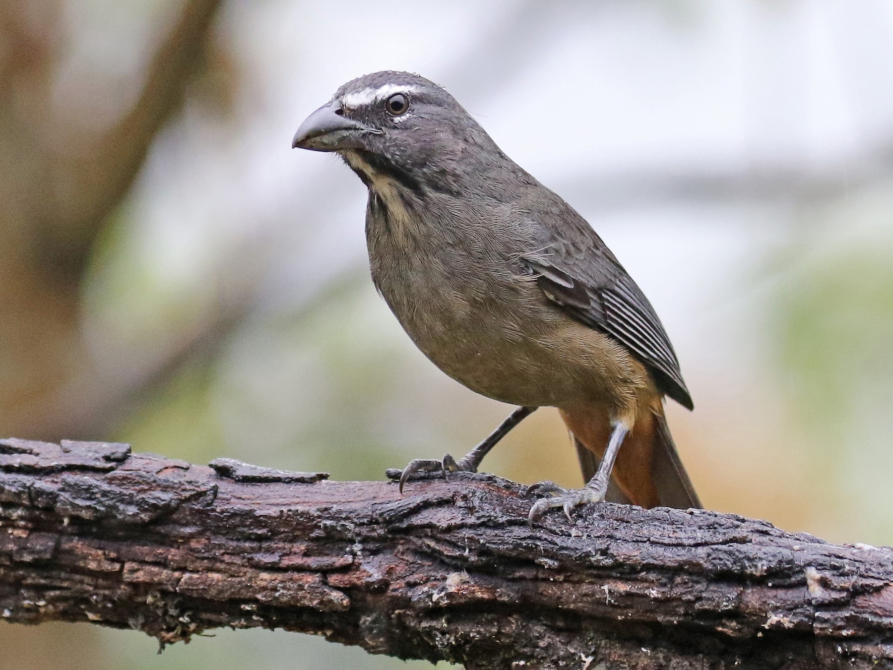 Cinnamon-bellied Saltator - eBird