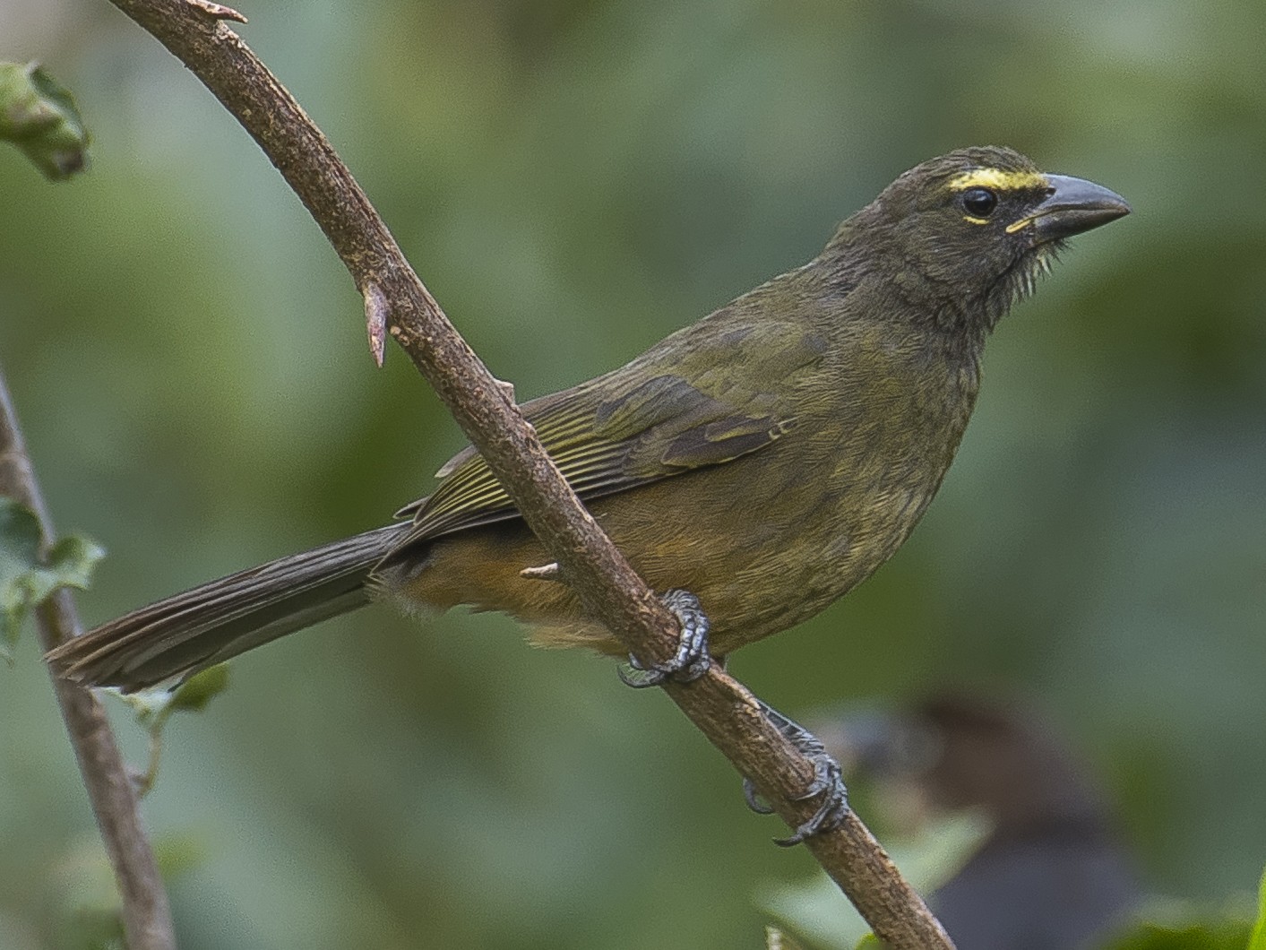 Cinnamon-bellied Saltator - eBird