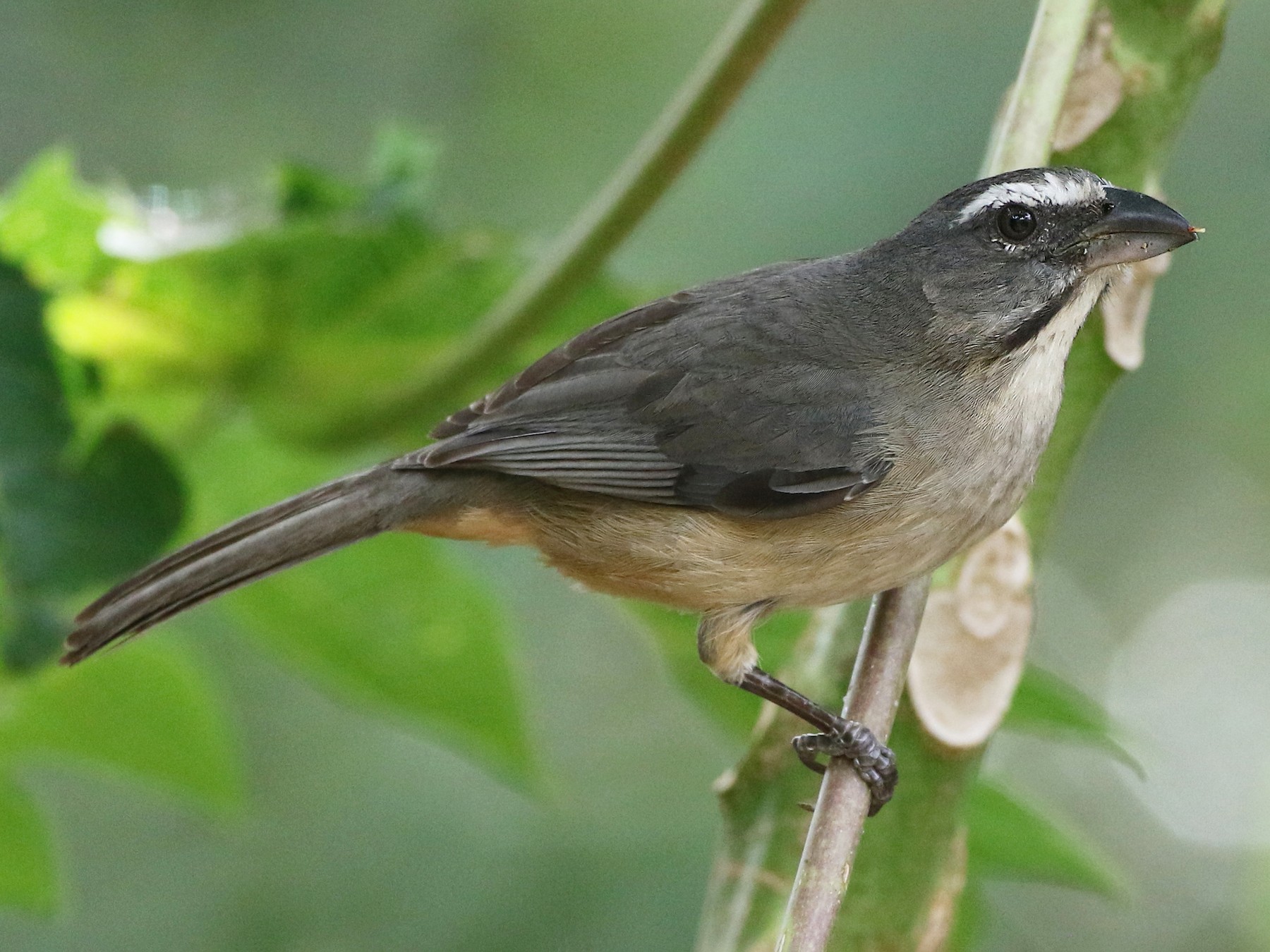 Cinnamon-bellied Saltator - eBird