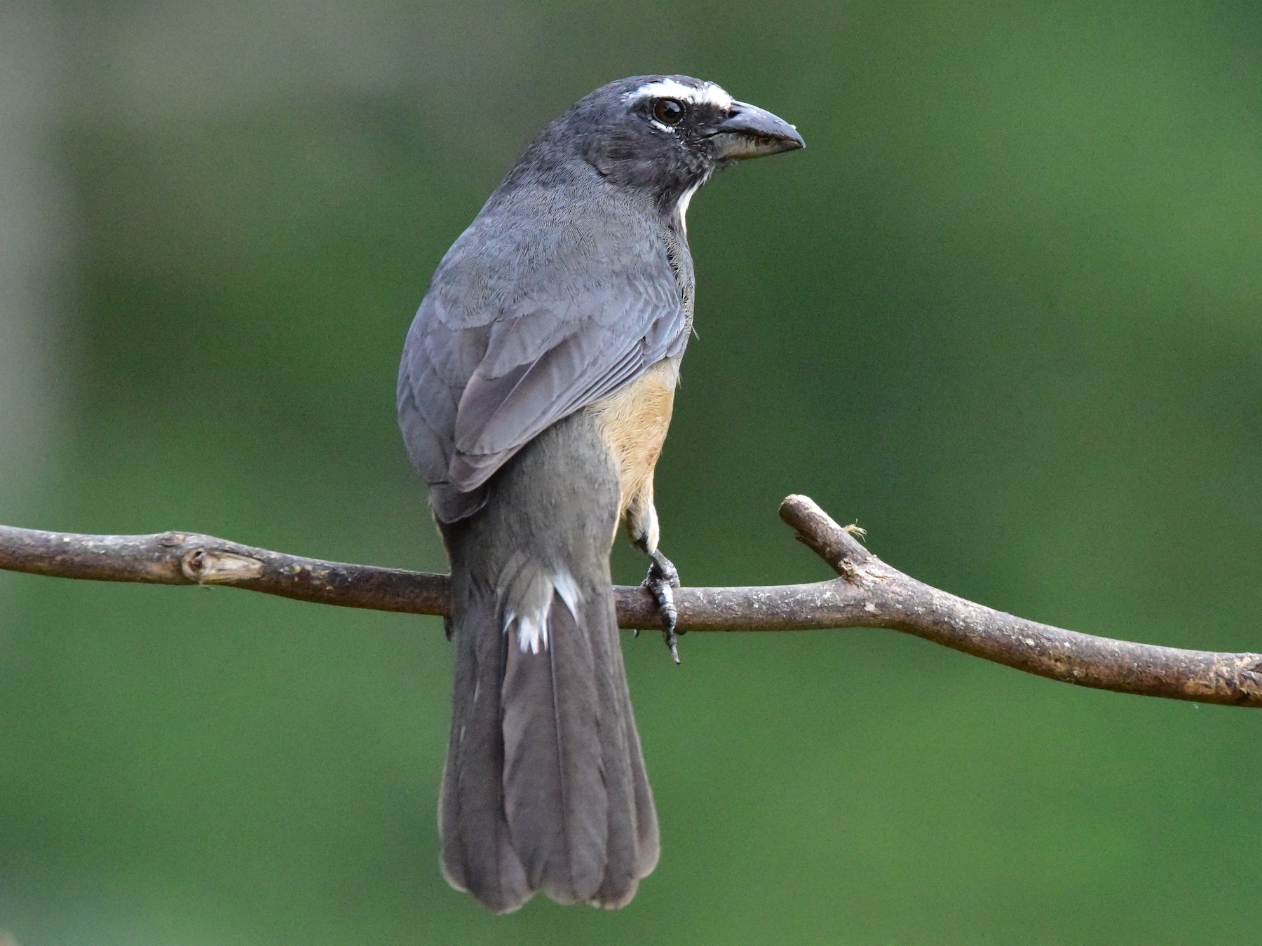 Cinnamon-bellied Saltator - eBird