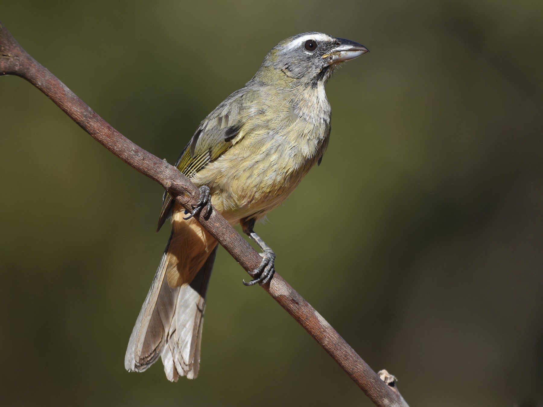 Cinnamon-bellied Saltator - eBird