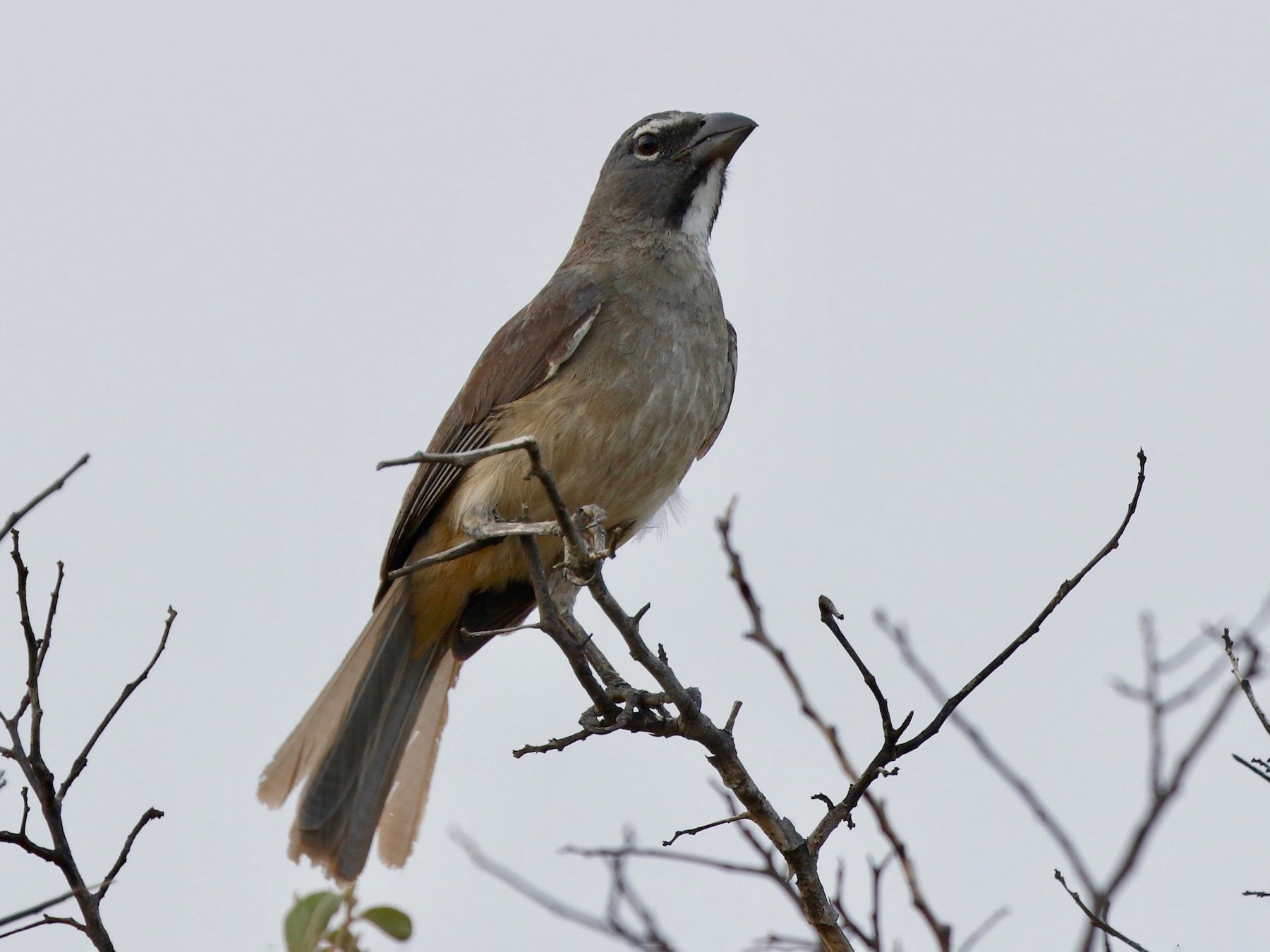 Olive-grey Saltator - eBird