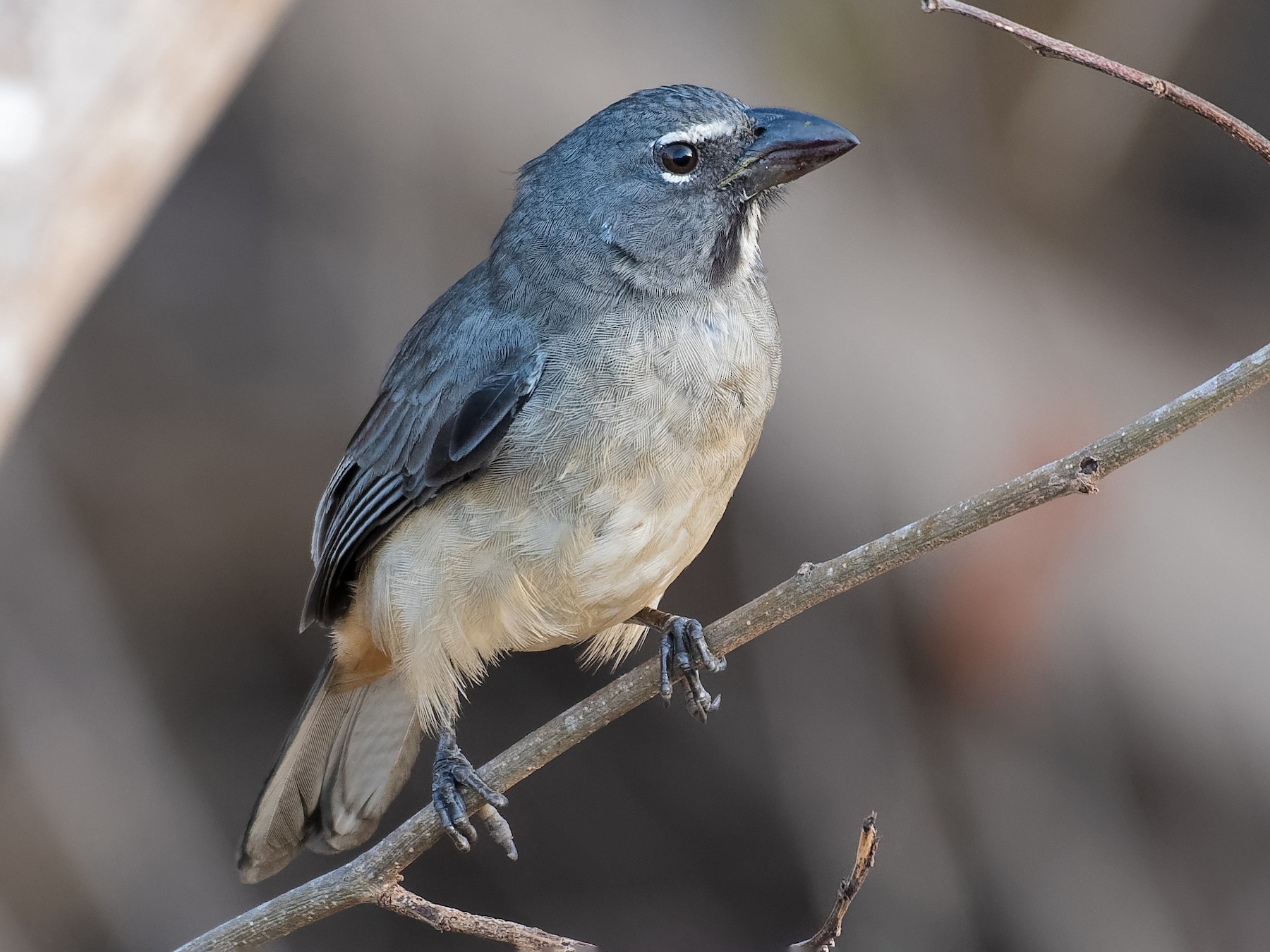 Olive-gray Saltator - eBird
