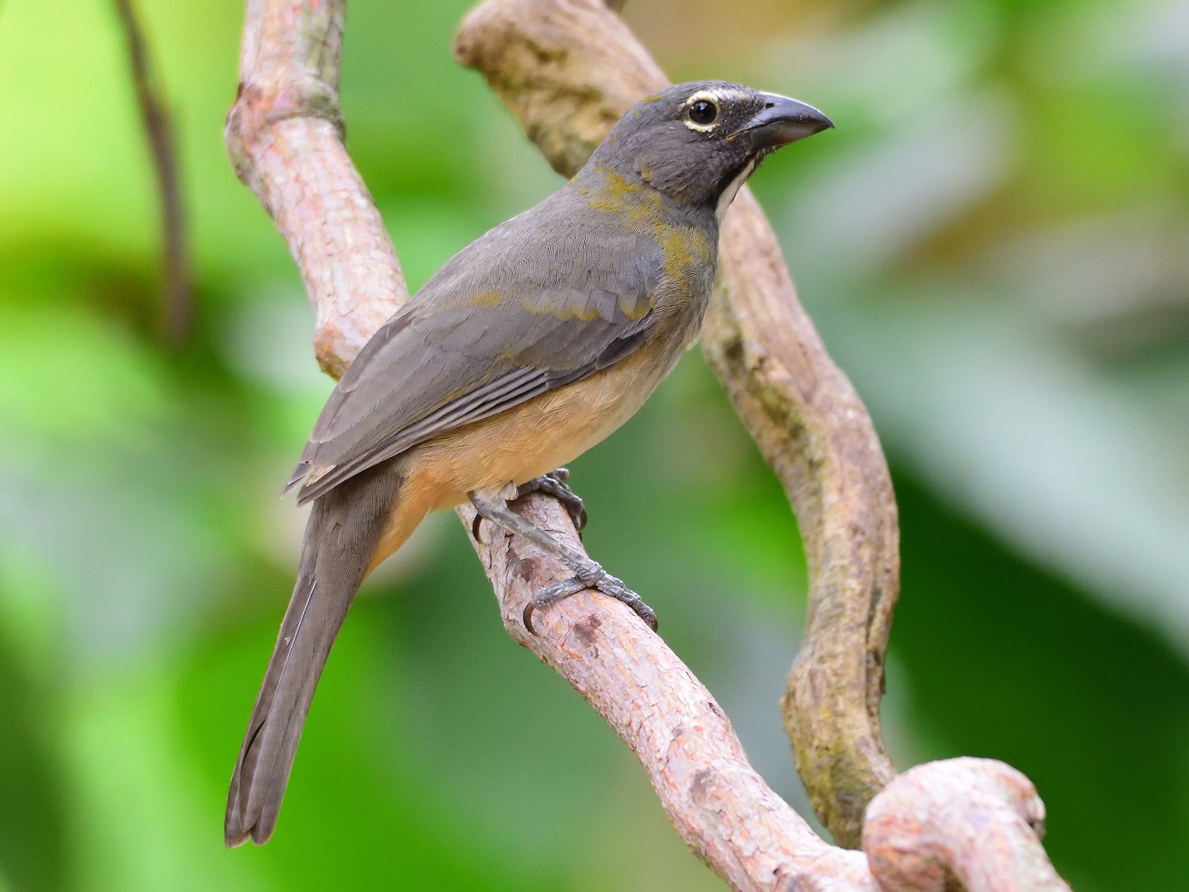 Olive-gray Saltator - eBird