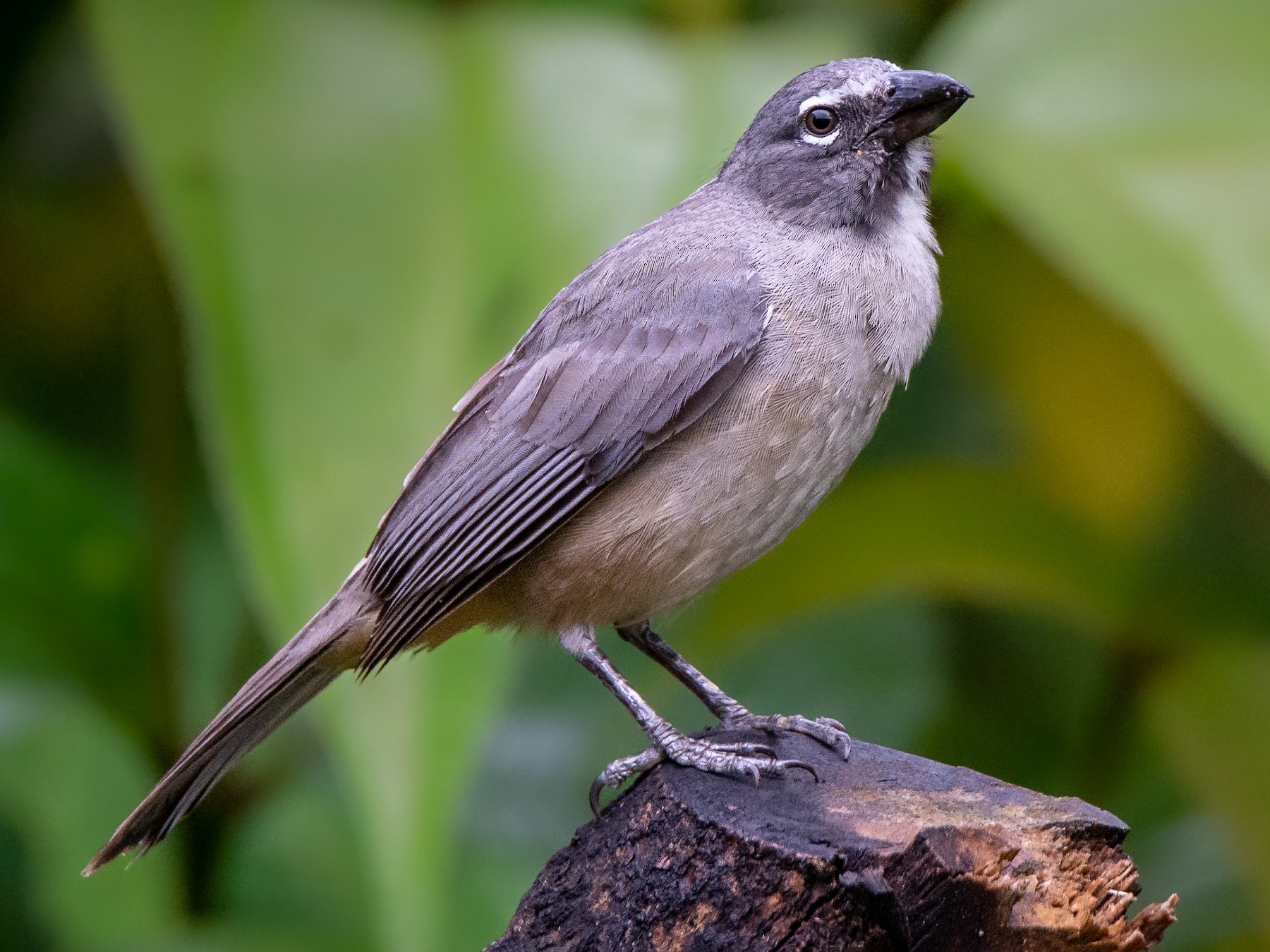 Olive-gray Saltator - eBird