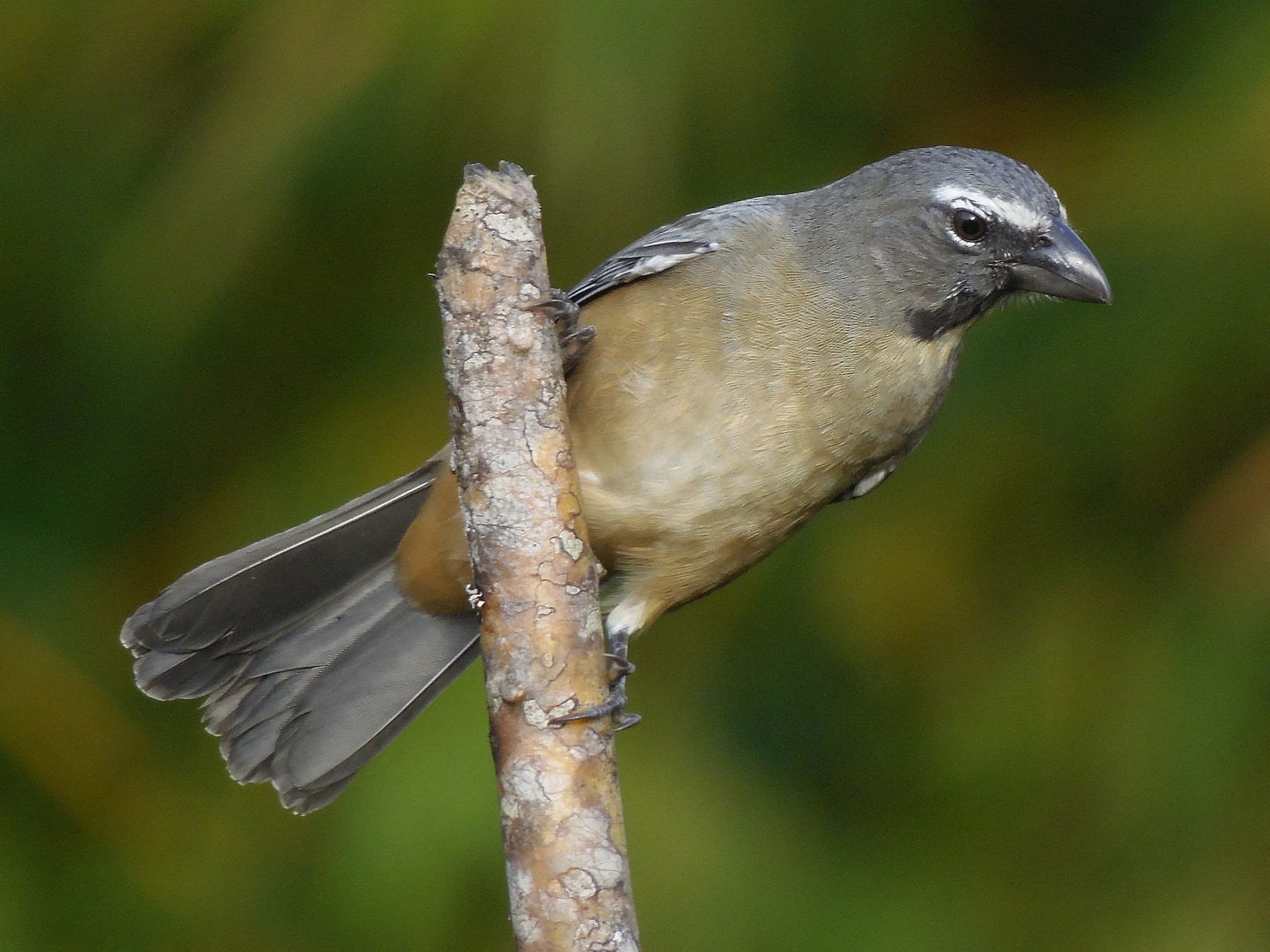 Olive-grey Saltator - eBird