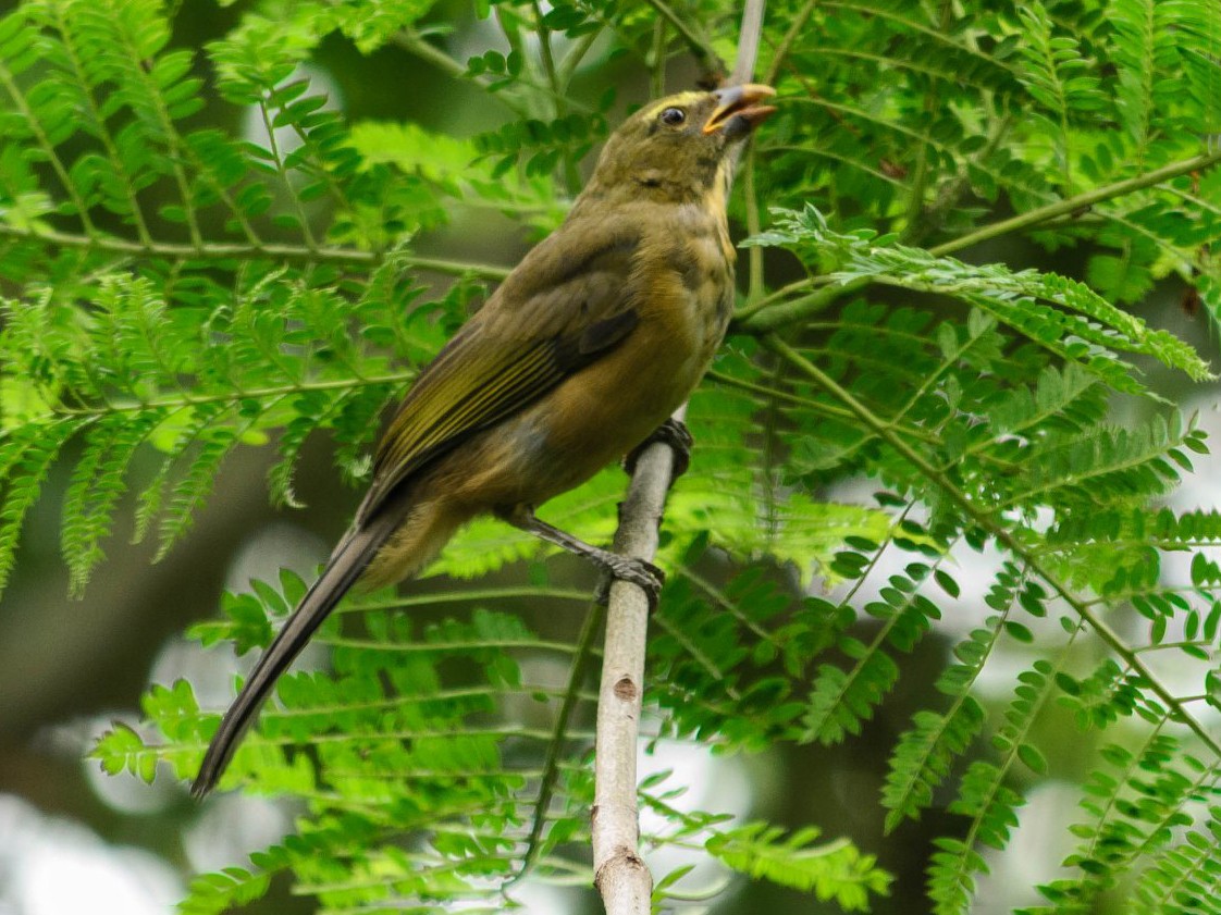 Bluish-gray Saltator - eBird